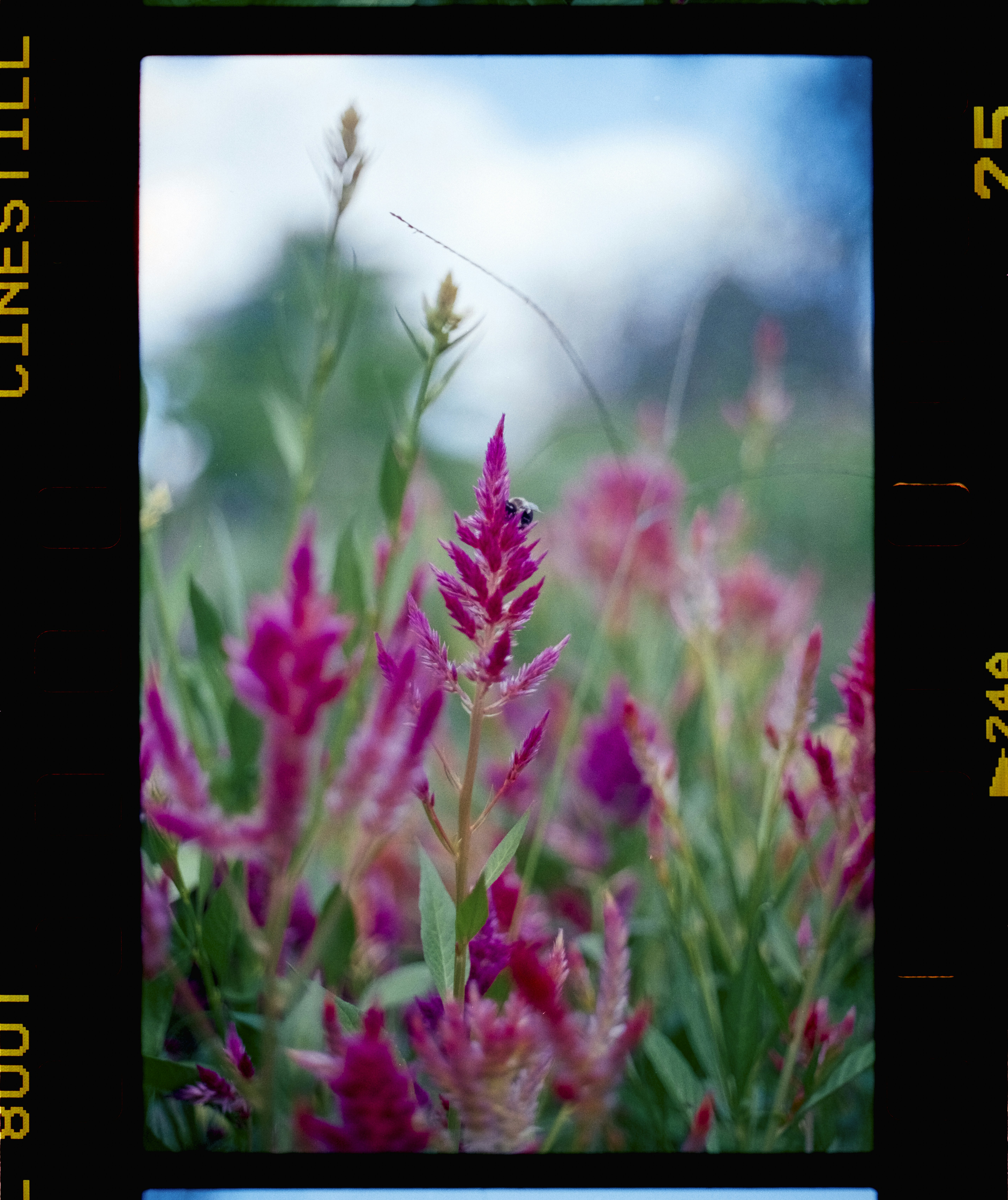 Pink Celosia Spires in a Gentle Field