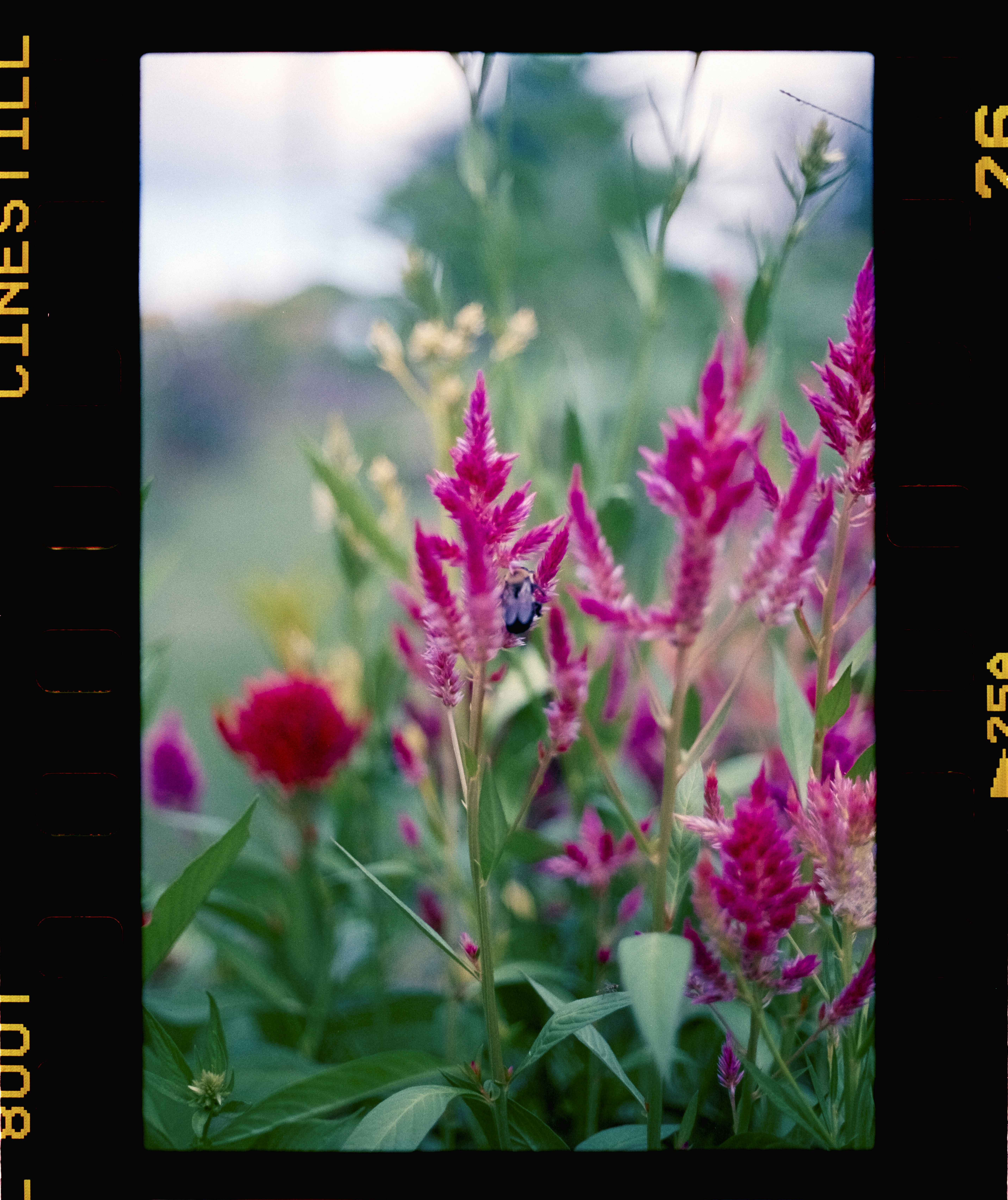 Bee Among Magenta Celosia: A Film-Frame Portrait of Bloom