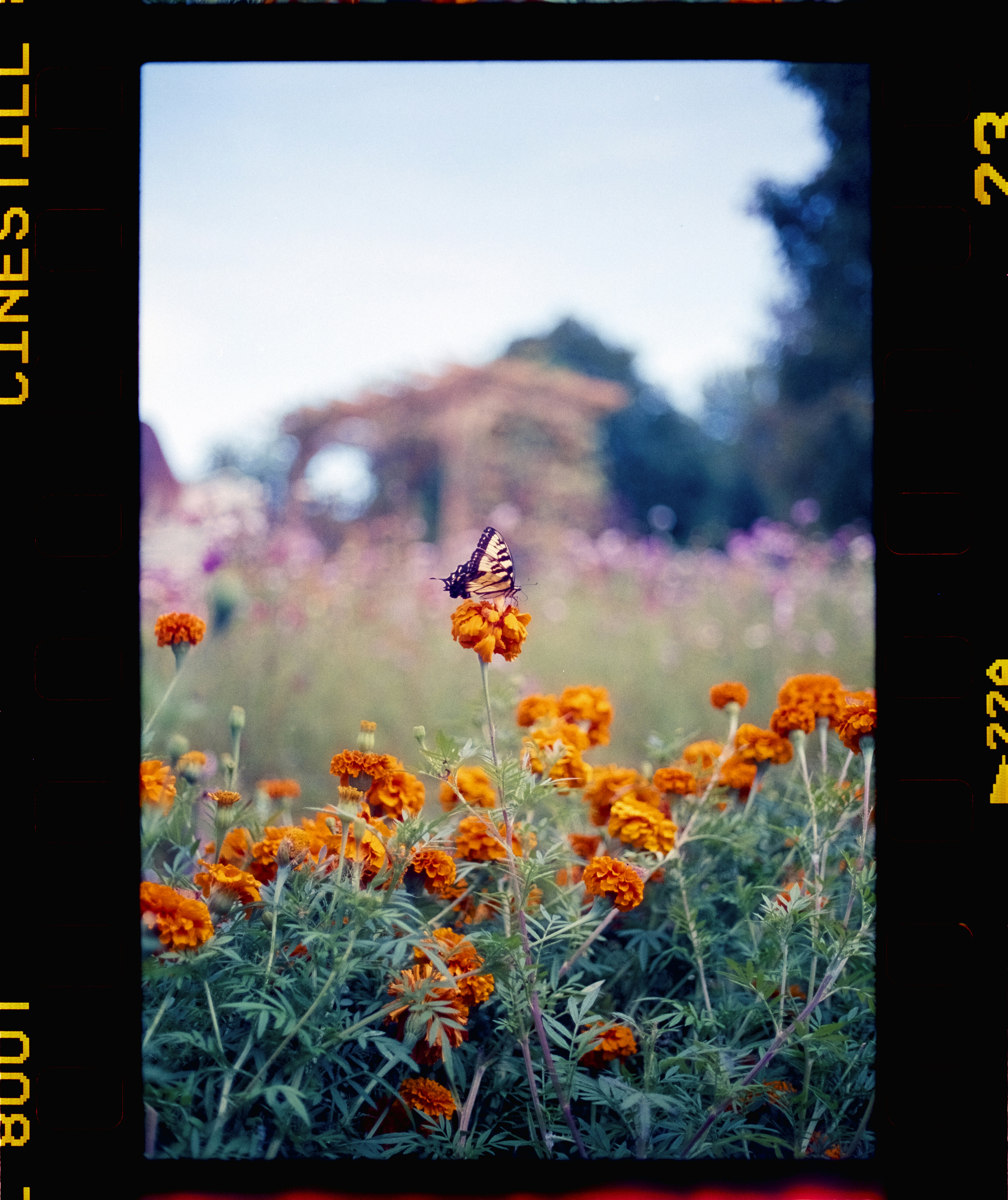 Whispers of Nature: A Butterfly's Embrace