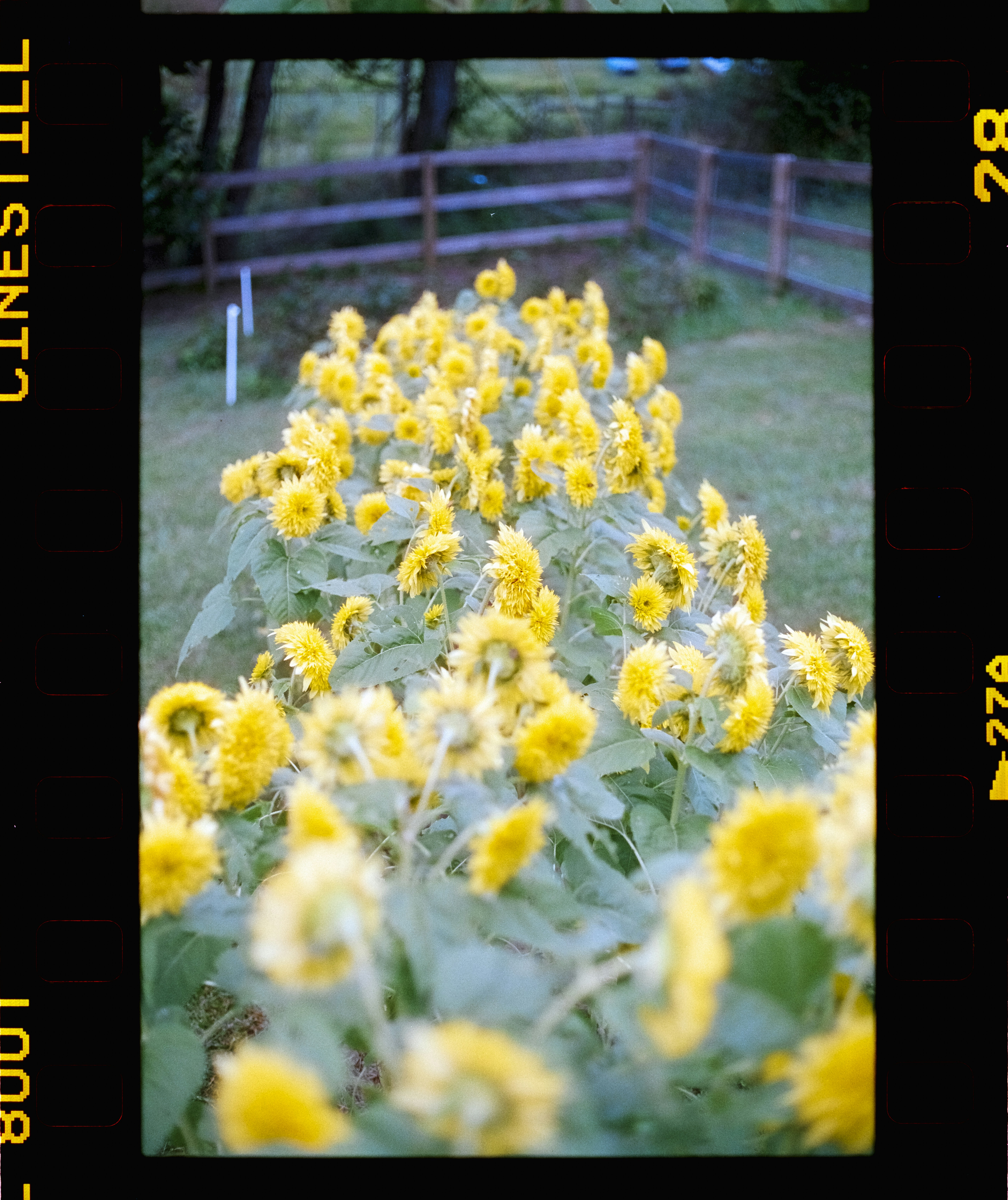 Golden Corridor: Sunflowers Reaching Toward a Framed Horizon