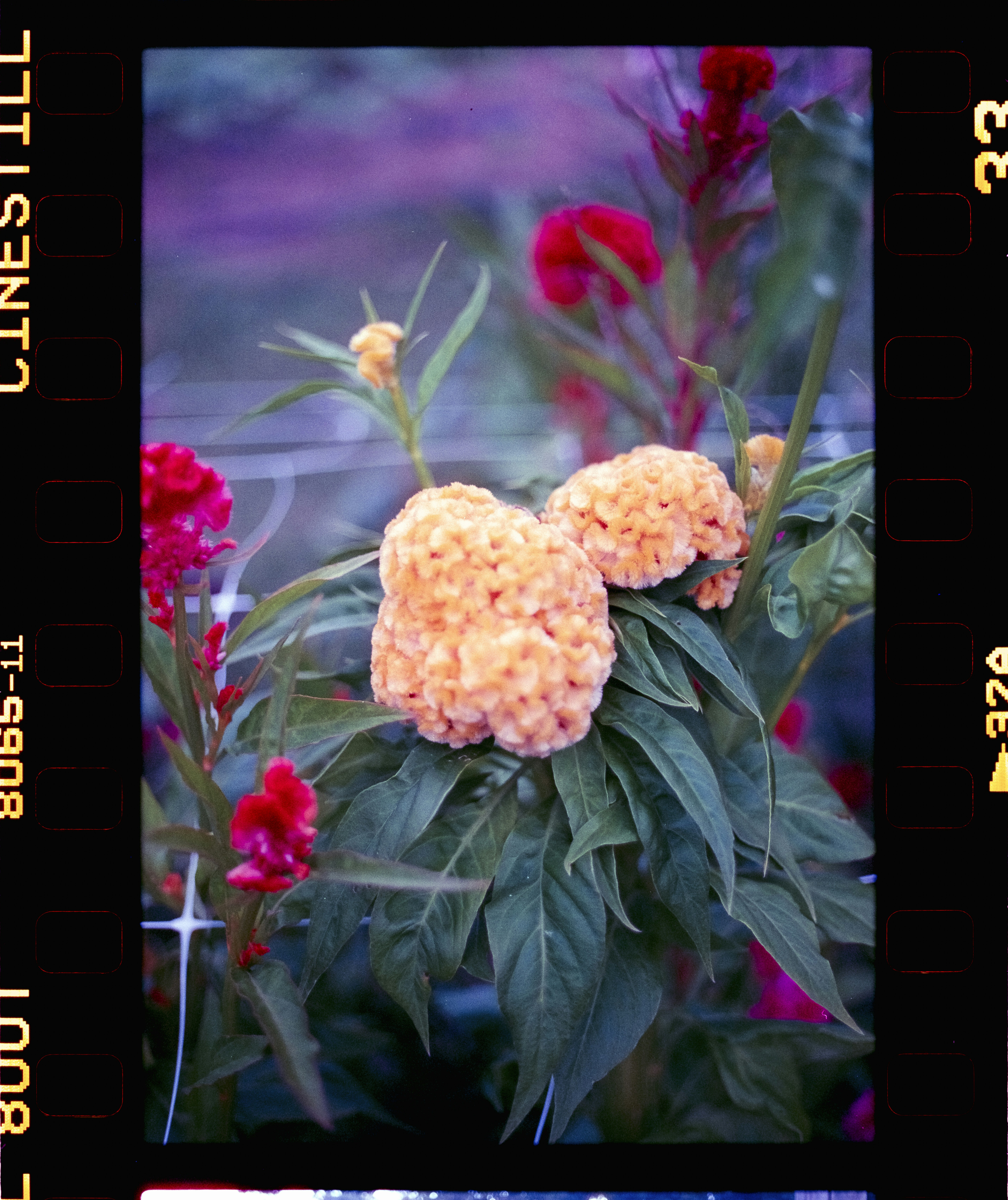Floral Harmony: A Dance of Color and Texture