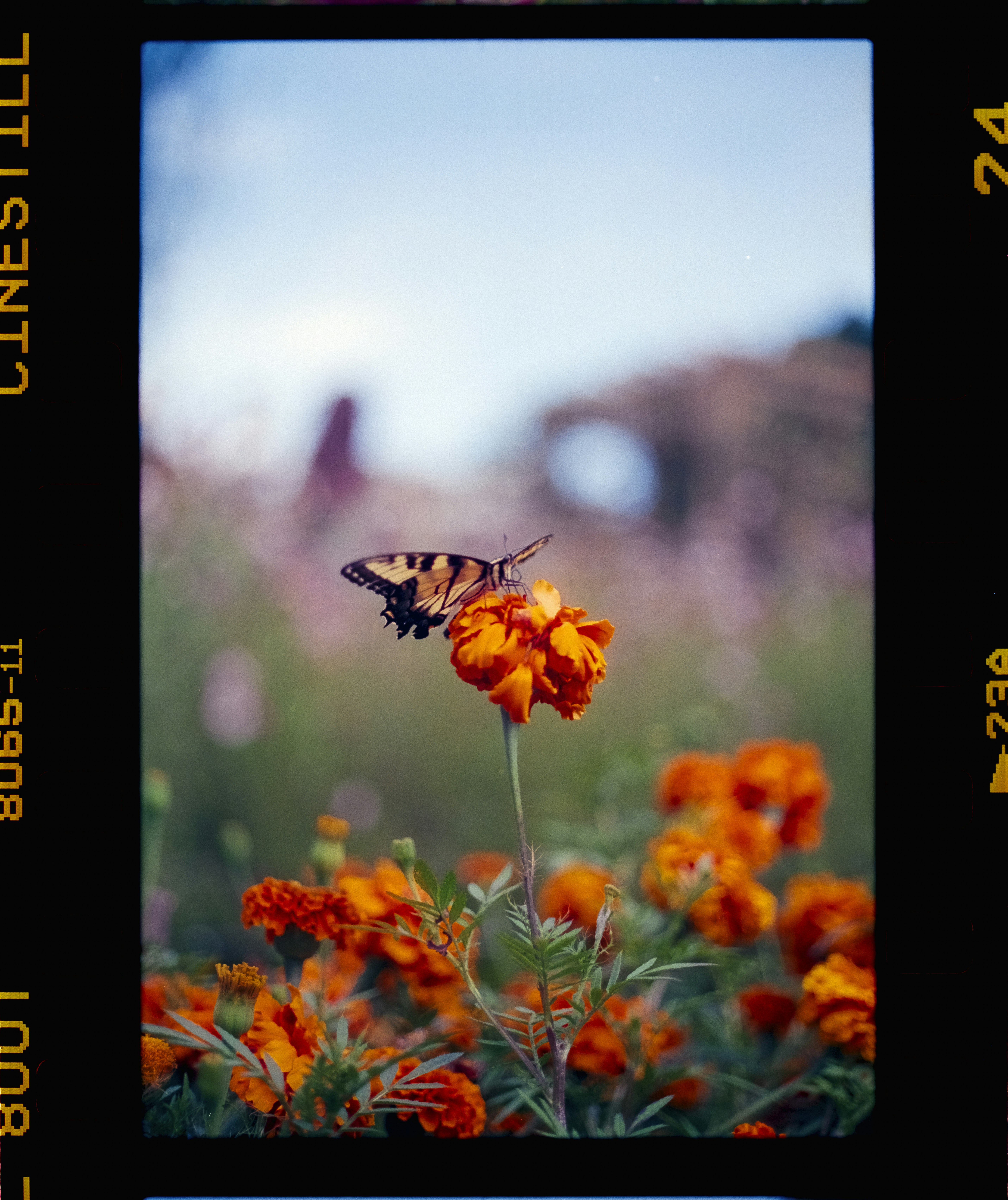 Whispers of Nature: A Butterfly's Embrace