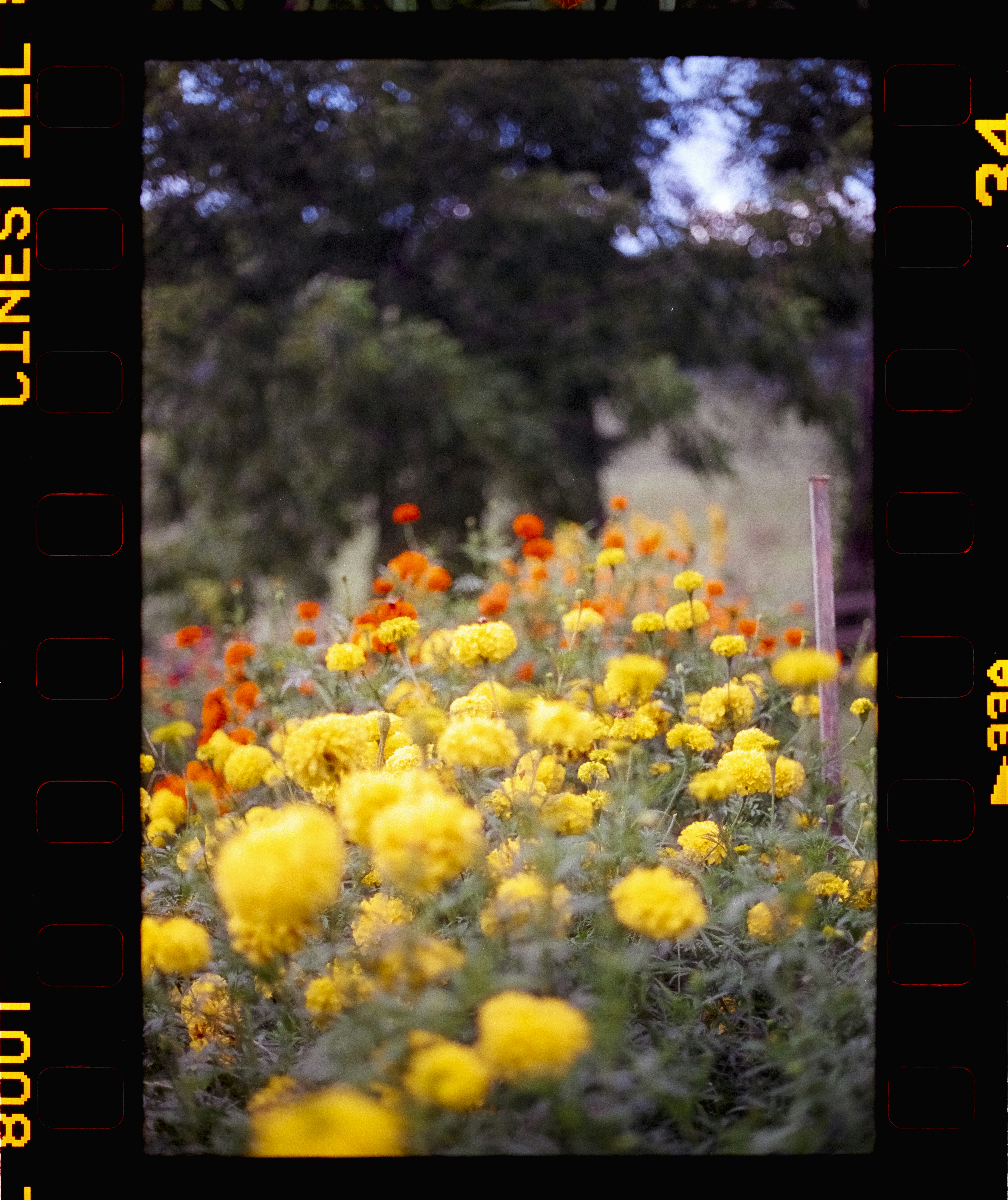 Field of Marigolds: A Sunlit Wake of Yellow and Orange Blooms