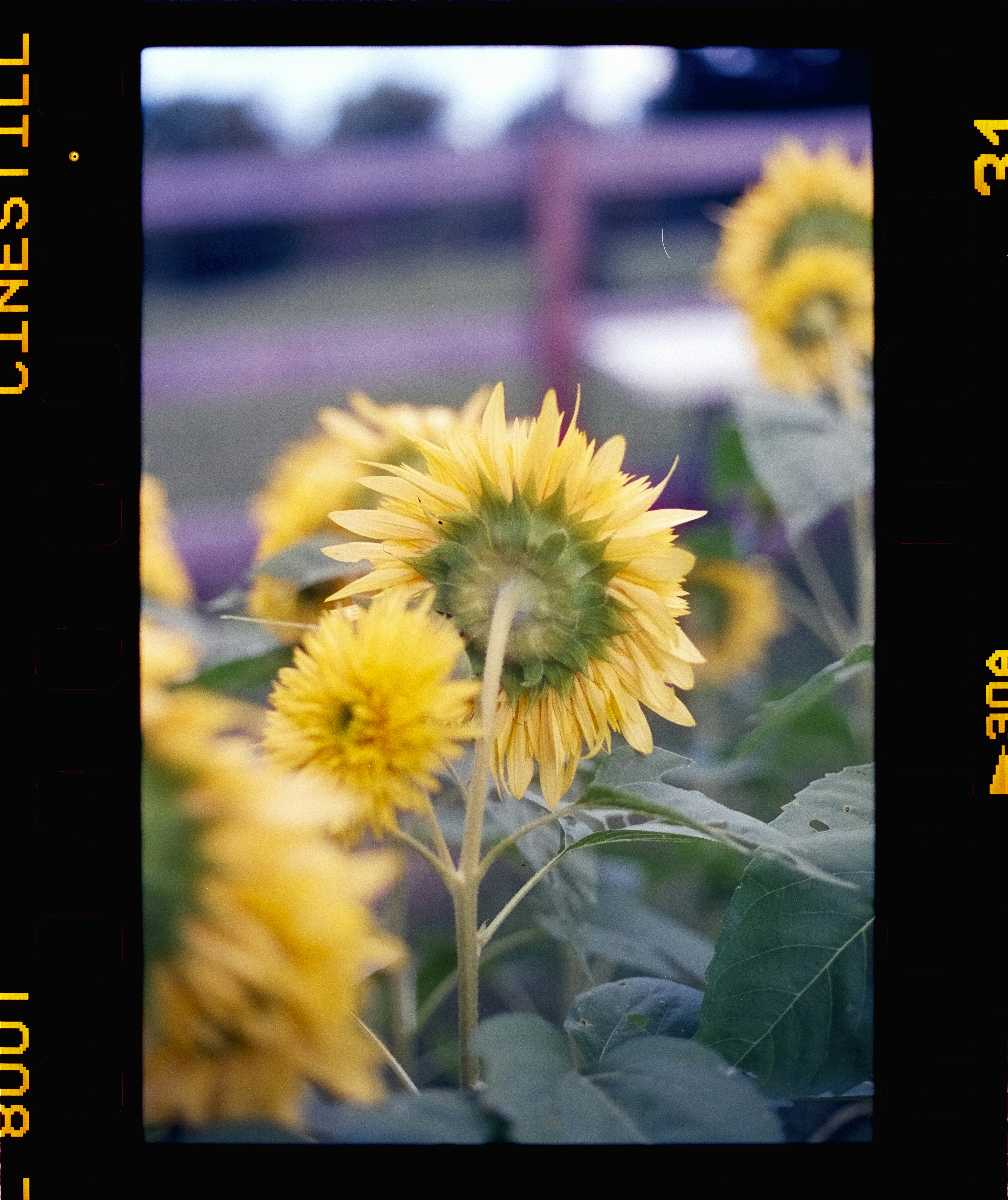 Whispers of the Sun: A Field of Golden Blooms
