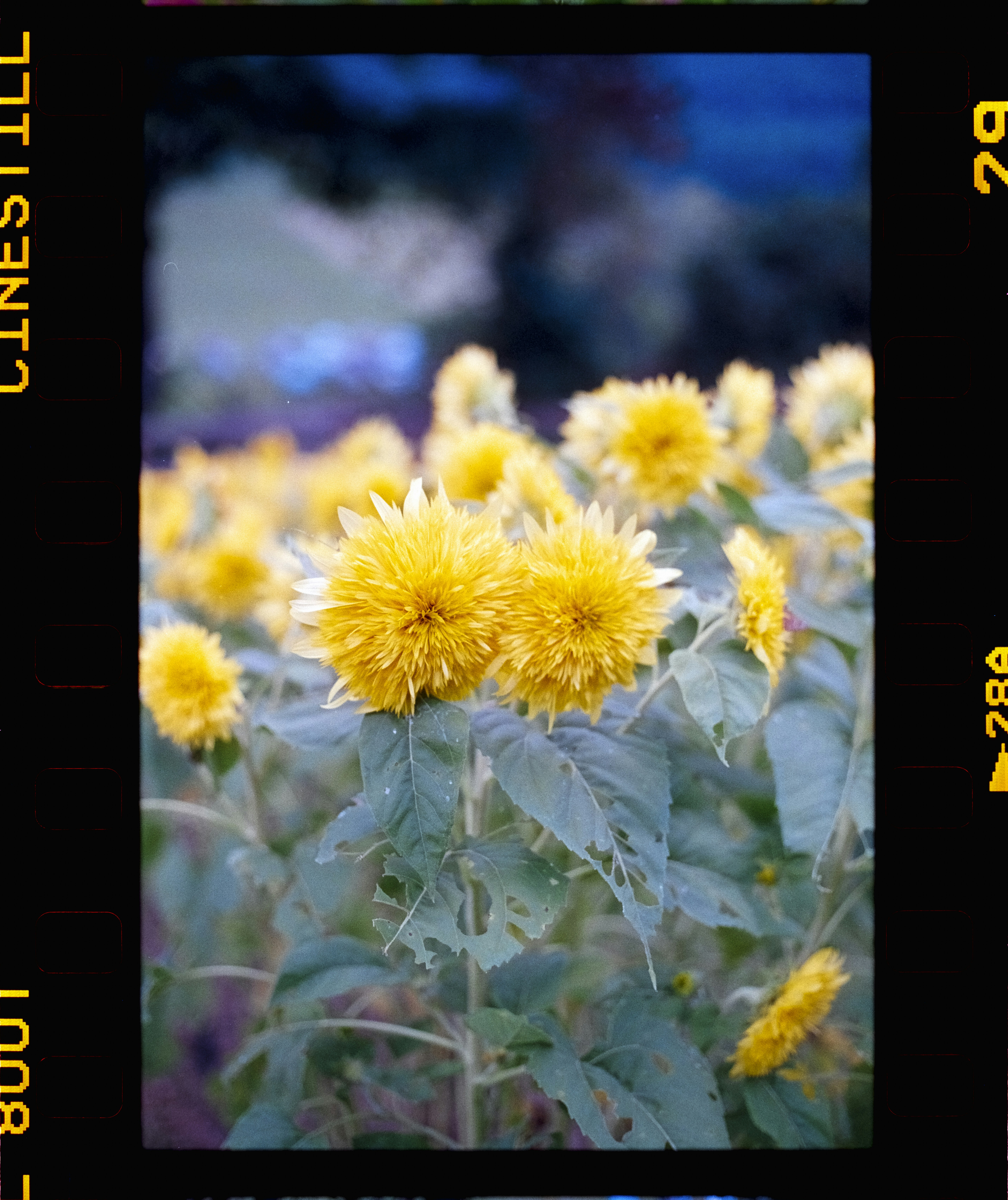 Golden Blossoms in a Sunlit Meadow