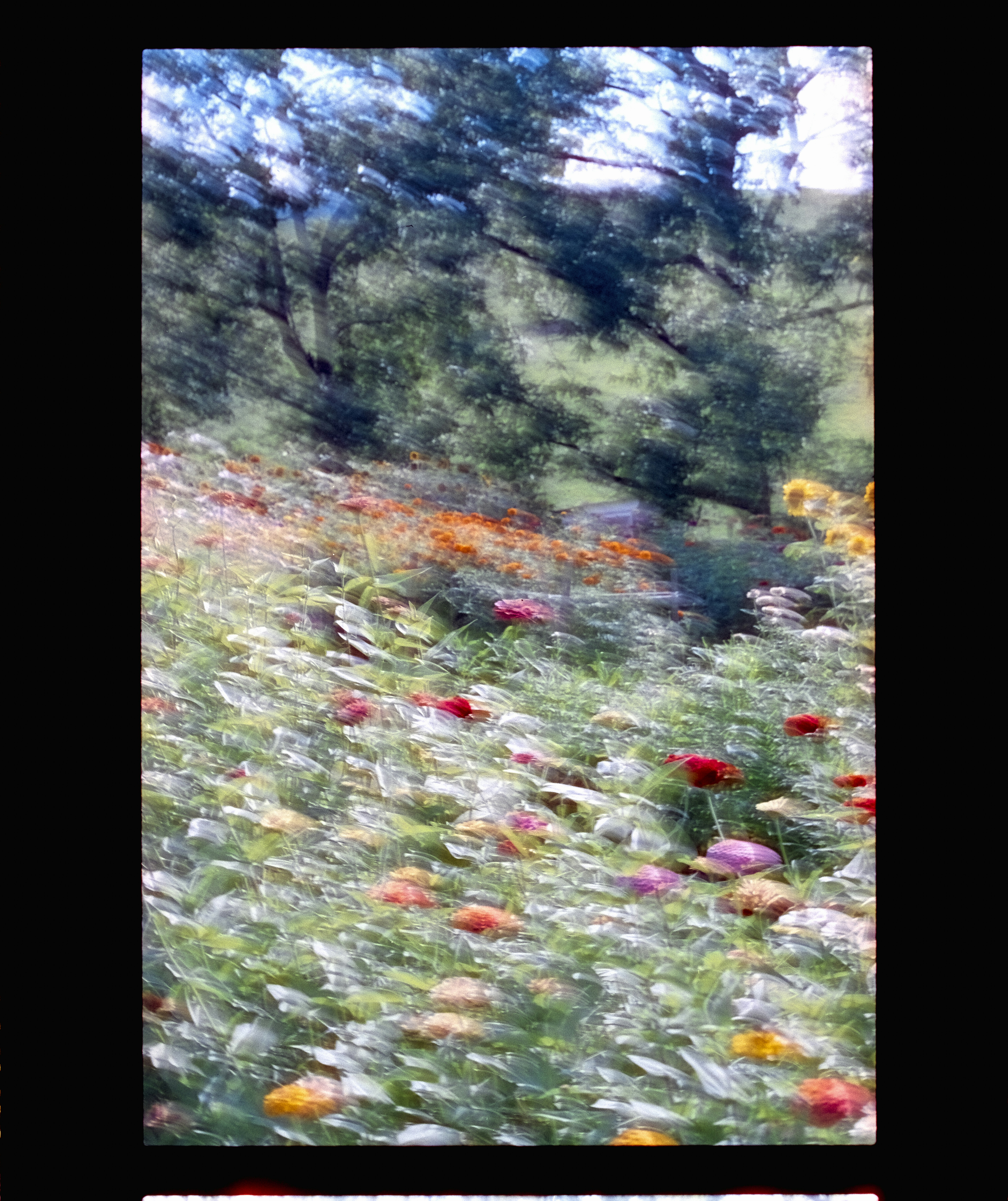 Whispers of a Colorful Meadow
