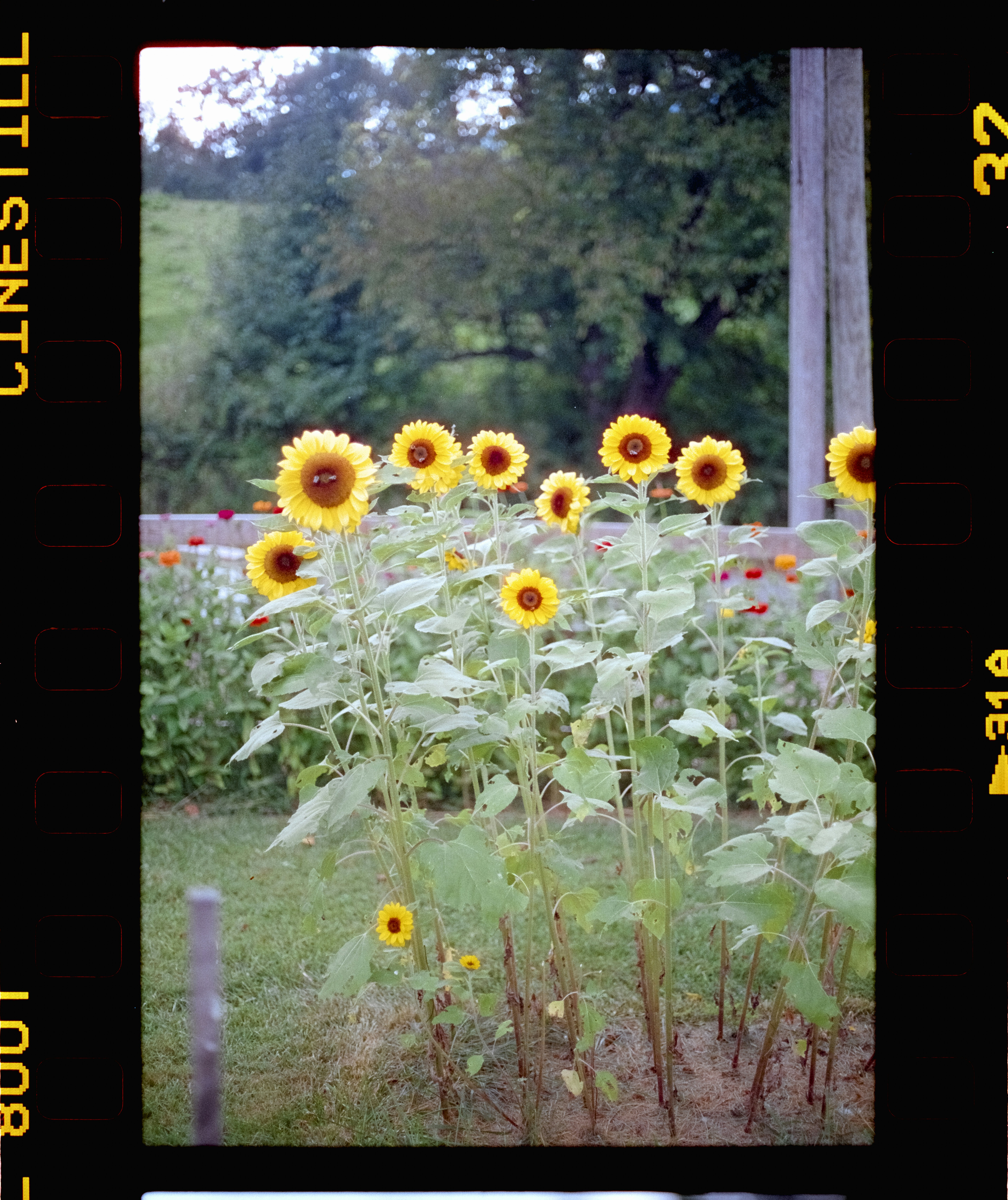 Sunflowers in a Quiet Garden, Framed by Film-Strip Edges