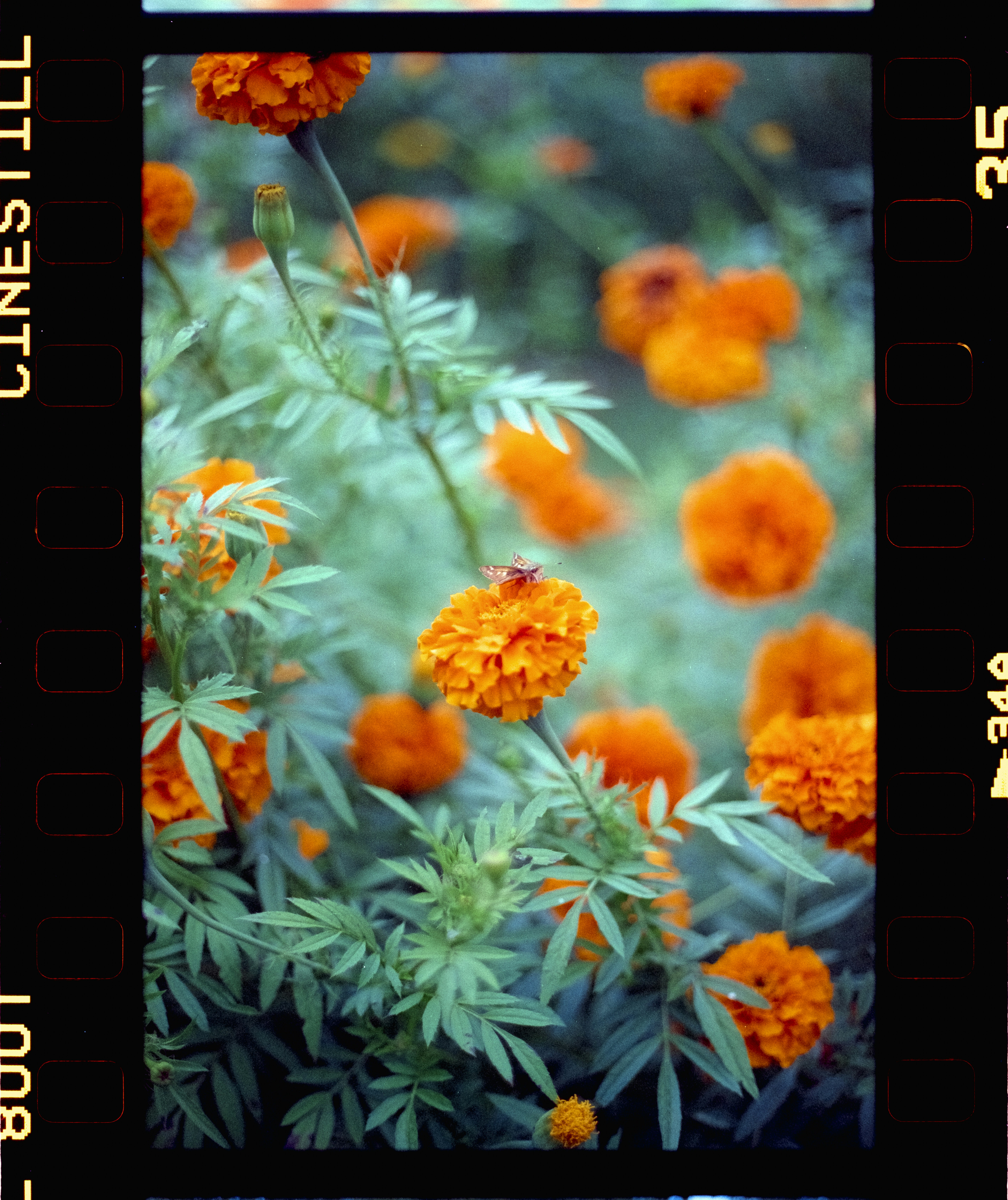 Vibrant Symphony of Marigolds