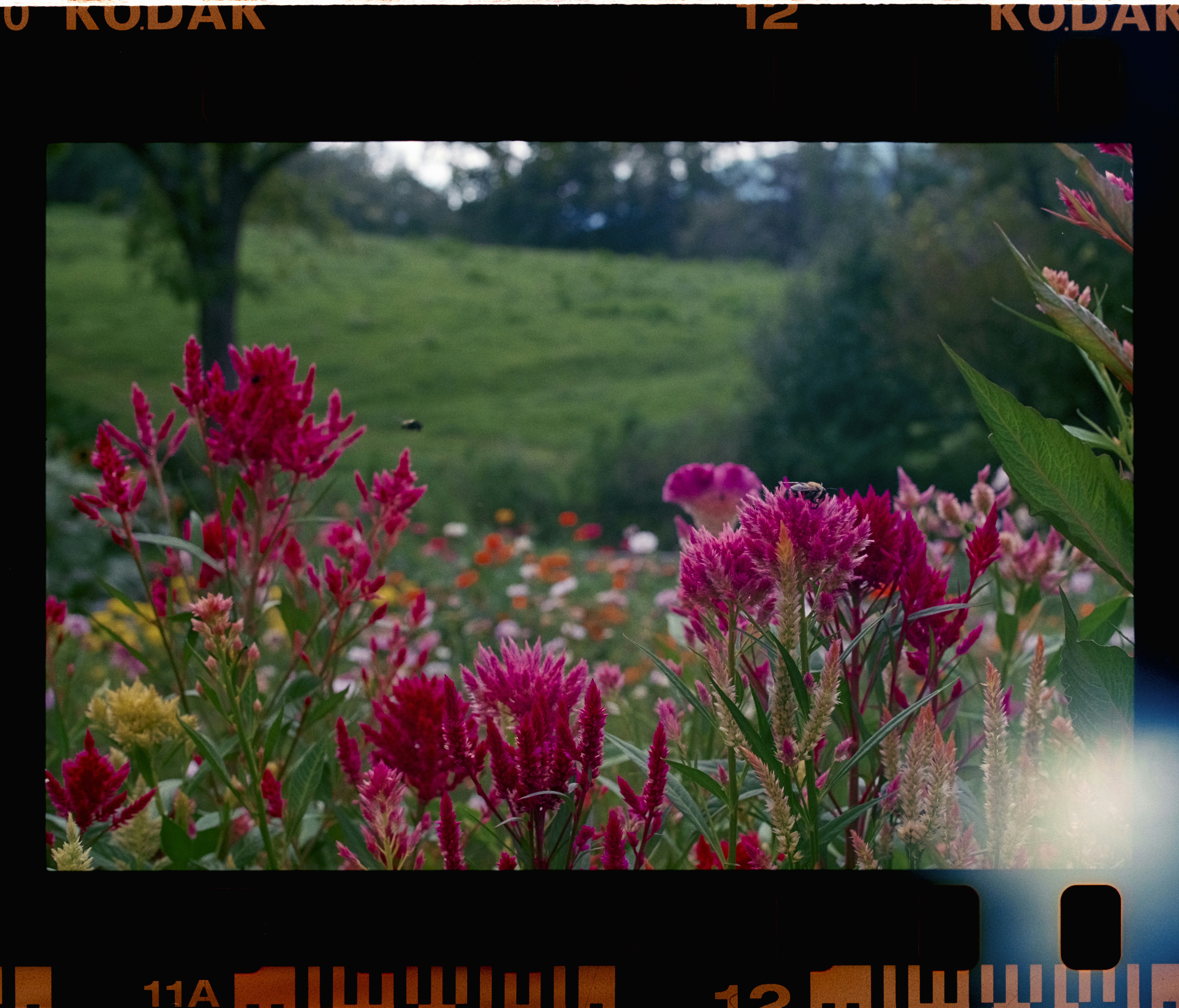 Crimson Celosia in a Quiet Meadow: Close-Up Bloom in Colorful Focus