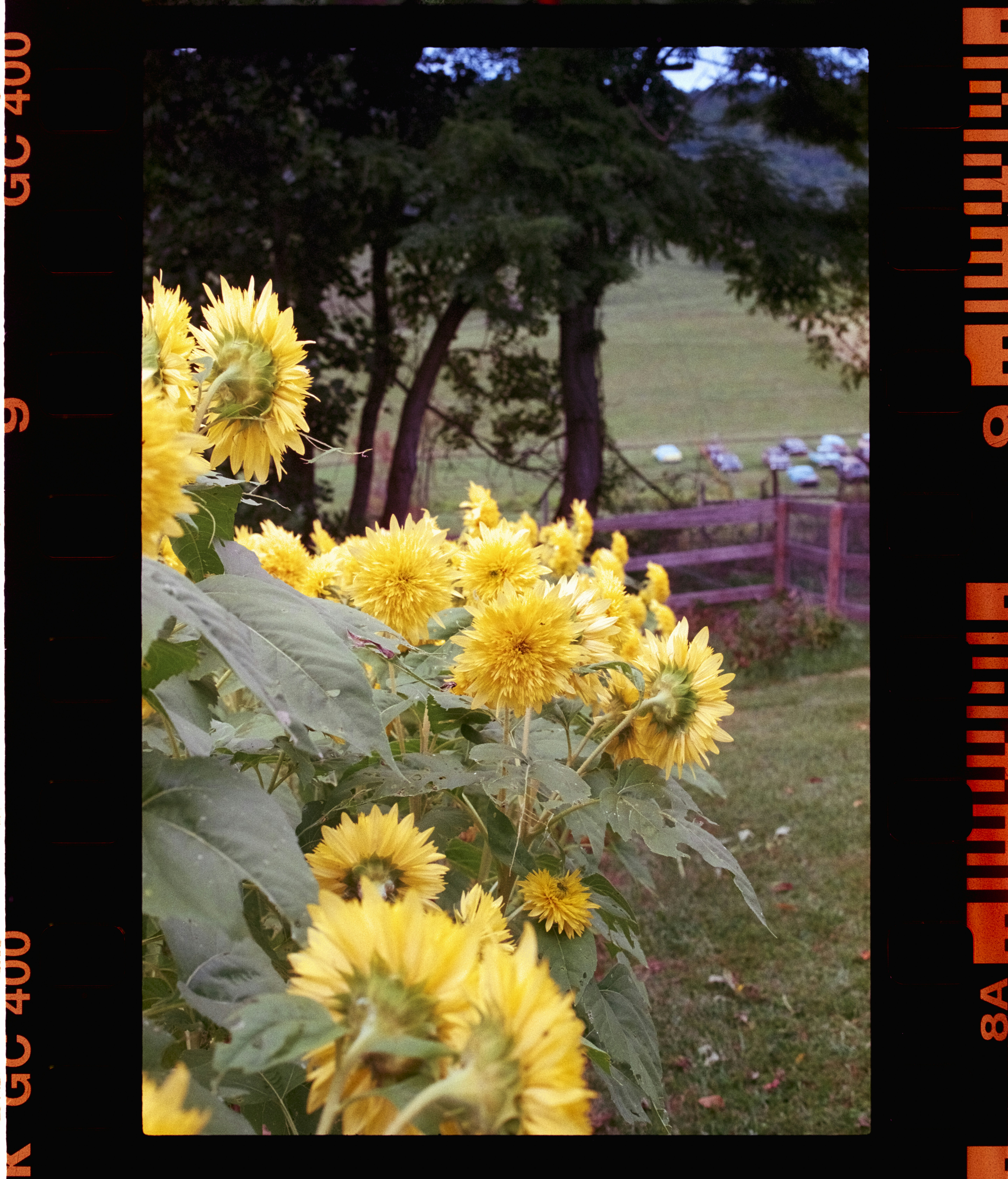 Vibrant yellow sunflowers in full bloom, framed by lush greenery and a distant wooden fence in a serene landscape.
