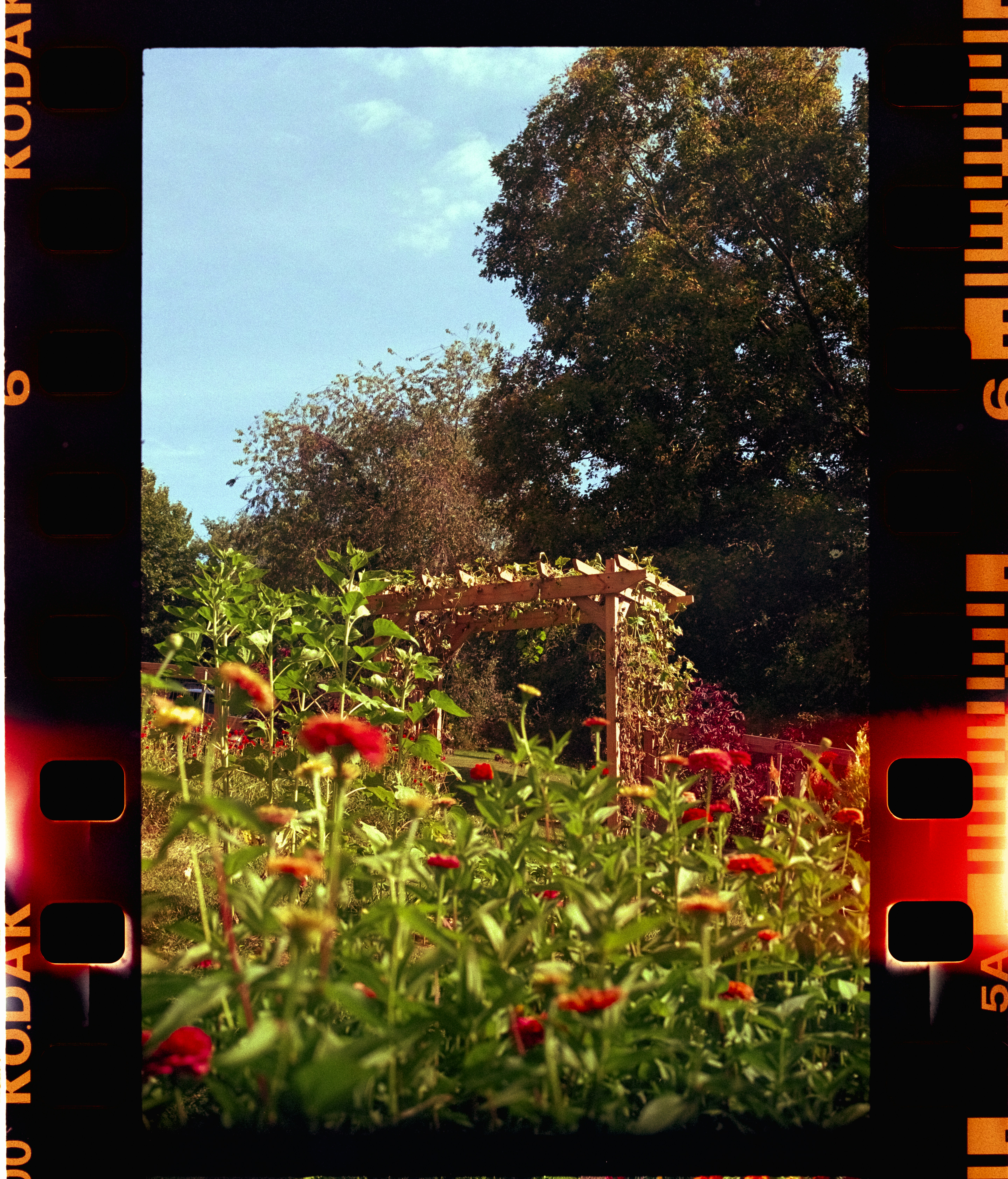 Whispers of Nature: A Floral Retreat