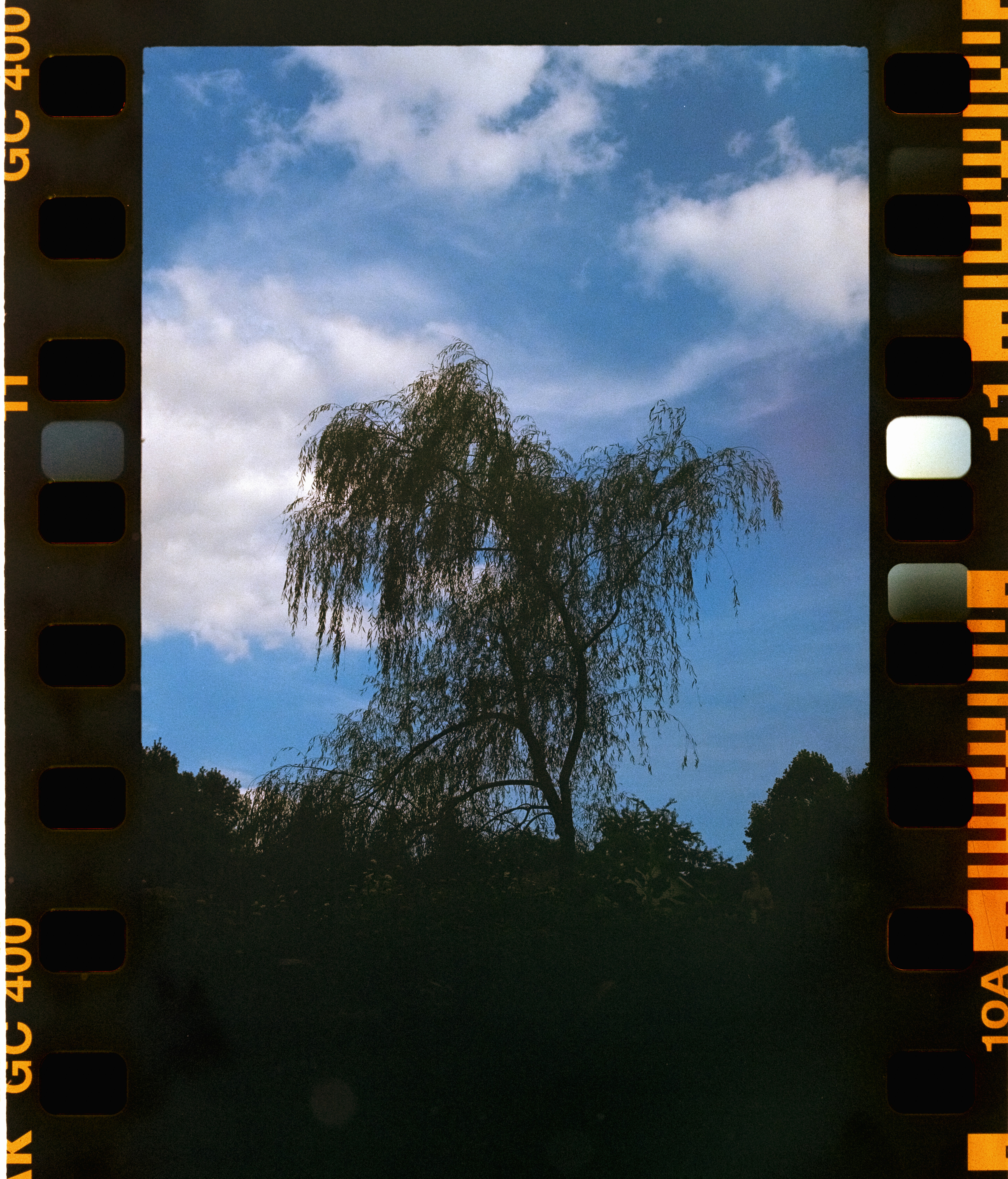 Weeping willow tree against a blue sky.