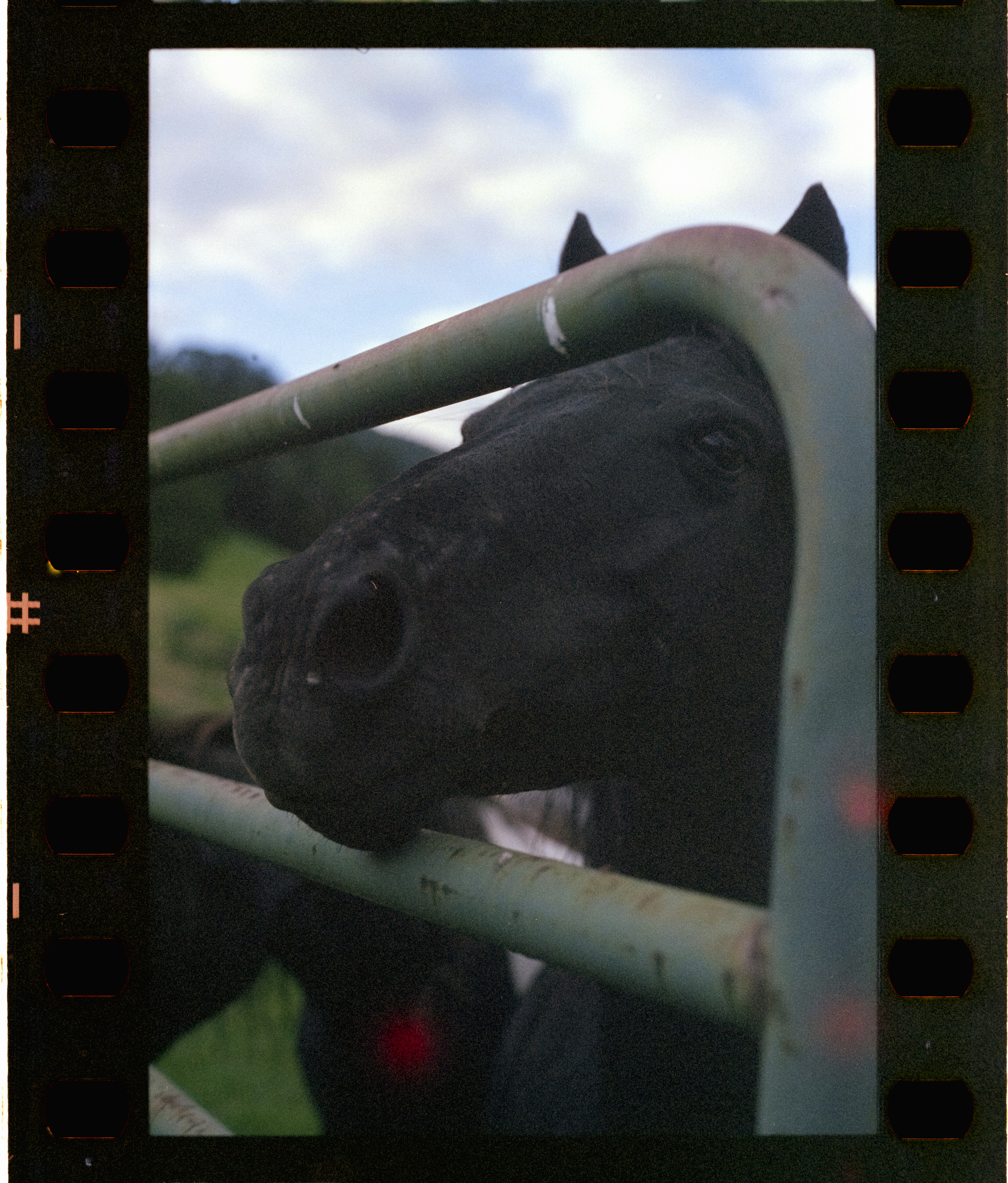 Curious Gaze Behind the Gate