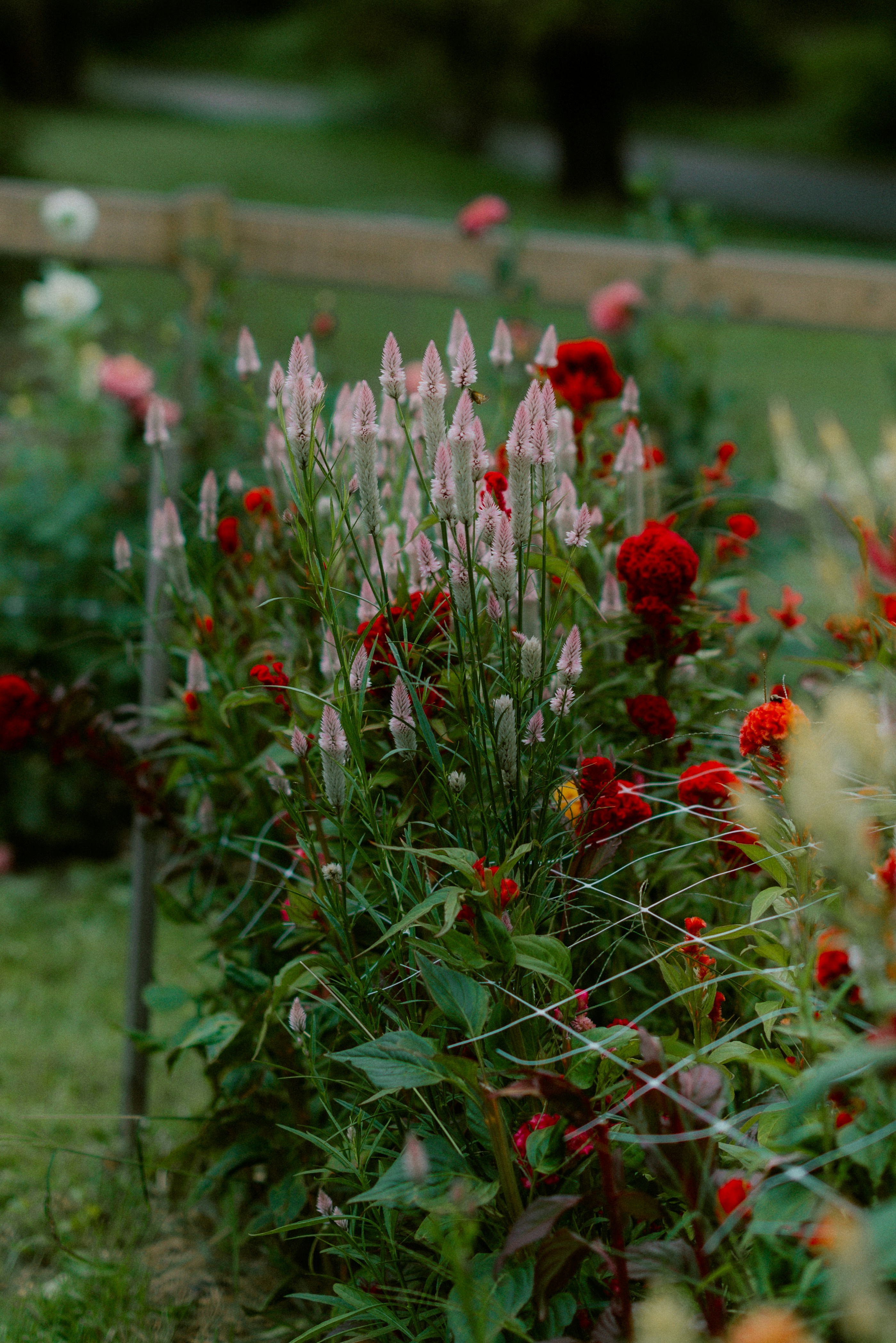 A Symphony of Color in Bloom