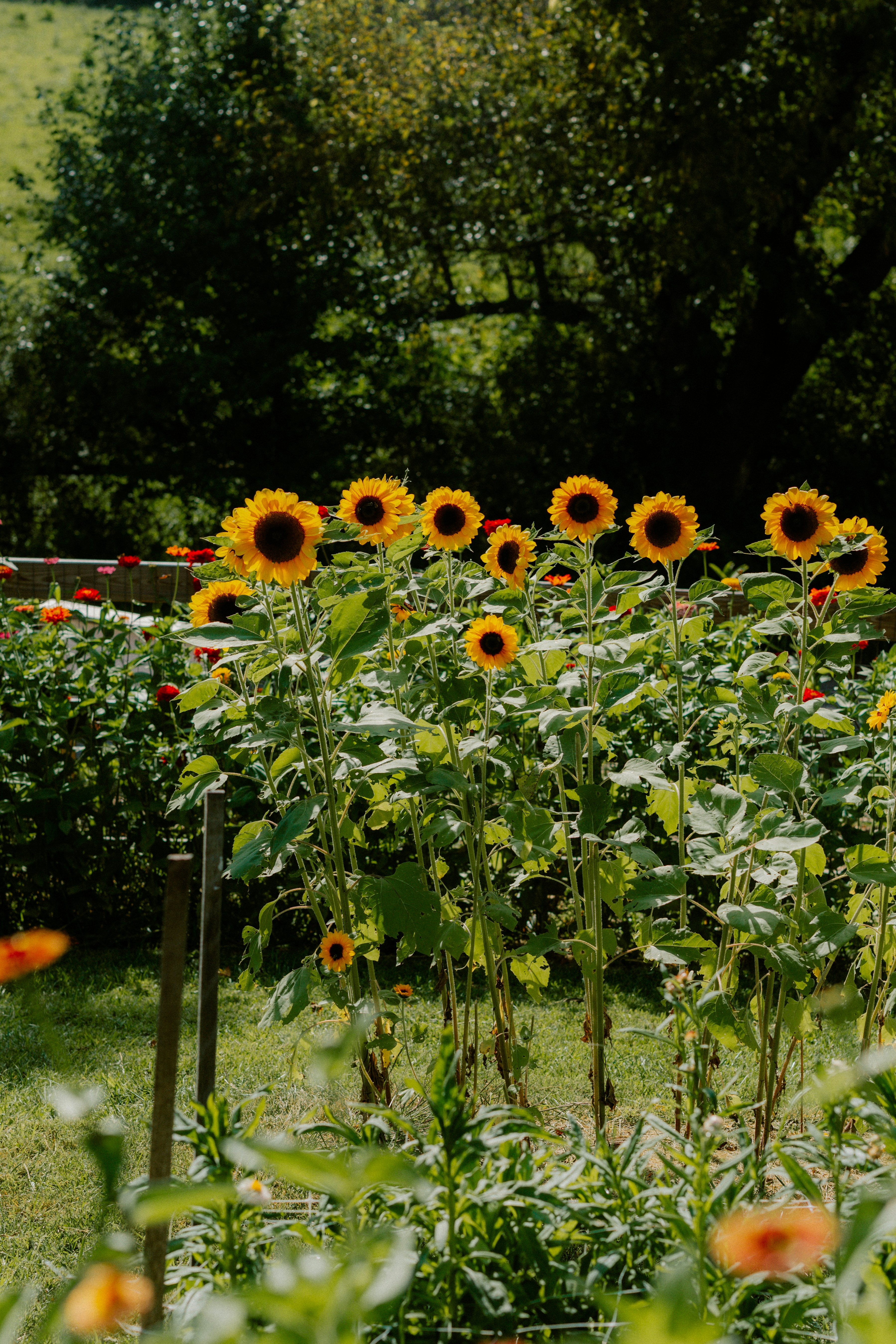 Sunflower Symphony: A Garden's Golden Embrace