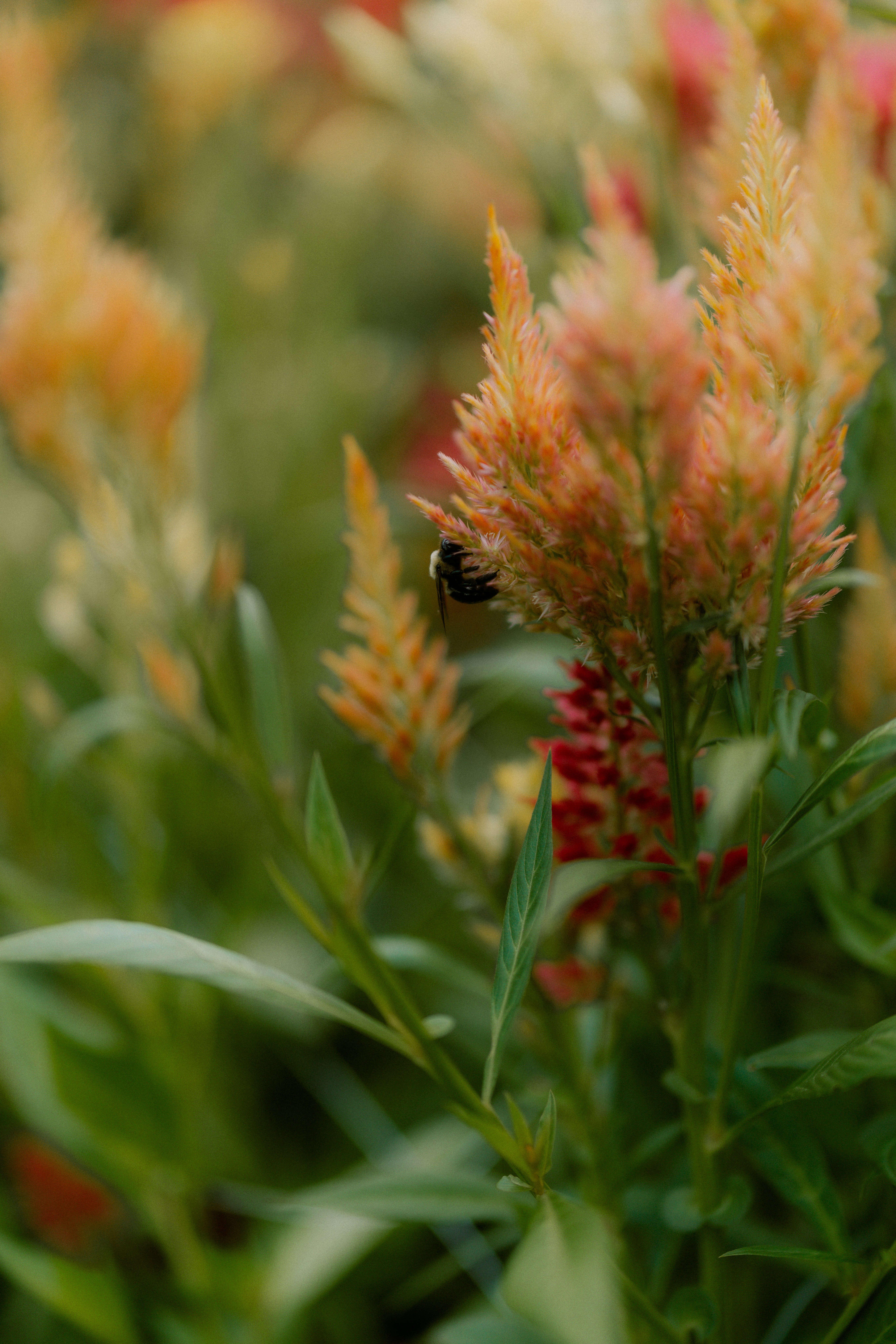 Ember-Plume Encounter: A Bee on Celosia’s Flame