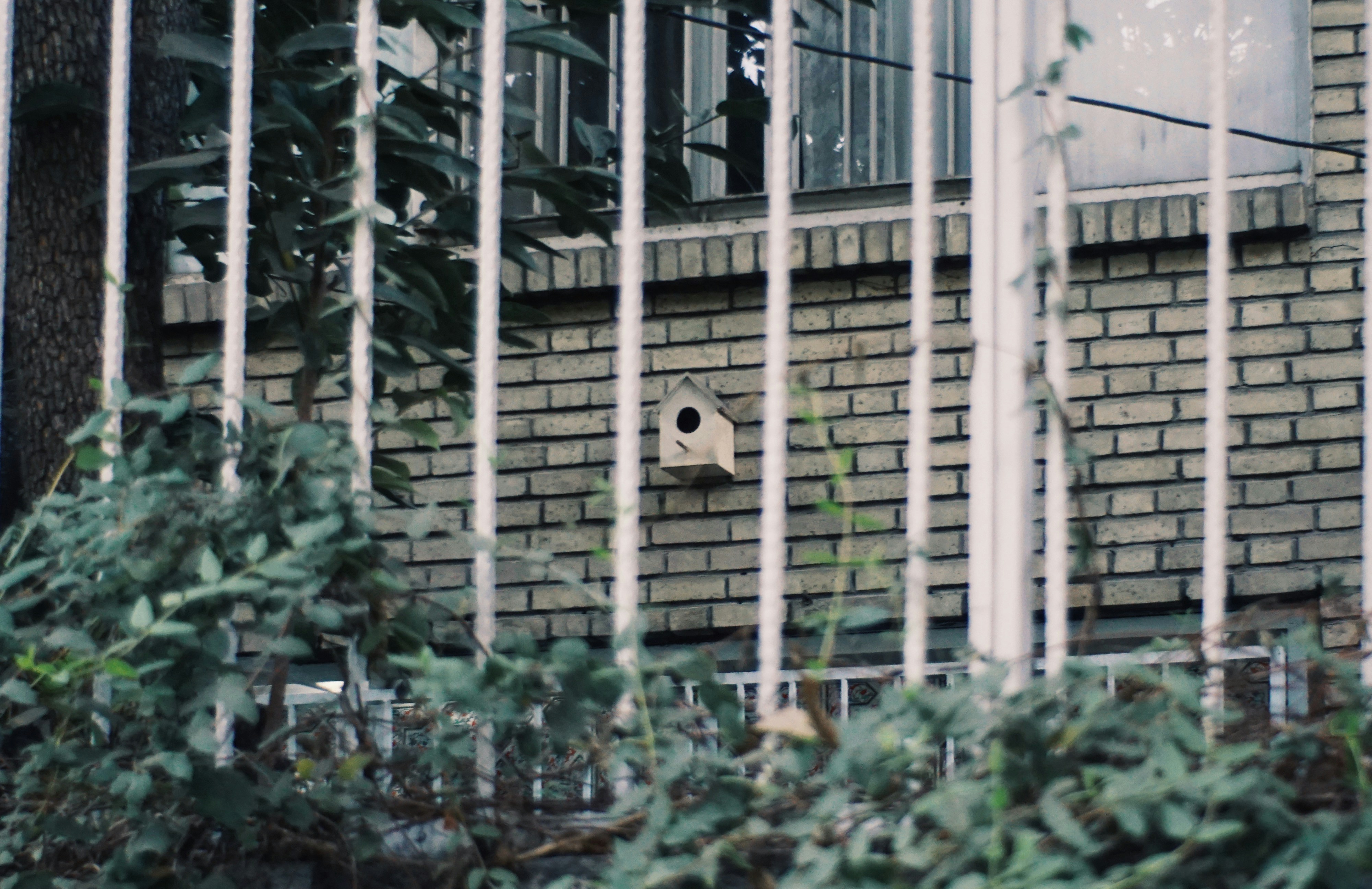 Whispers of Nature Amidst Urban Life