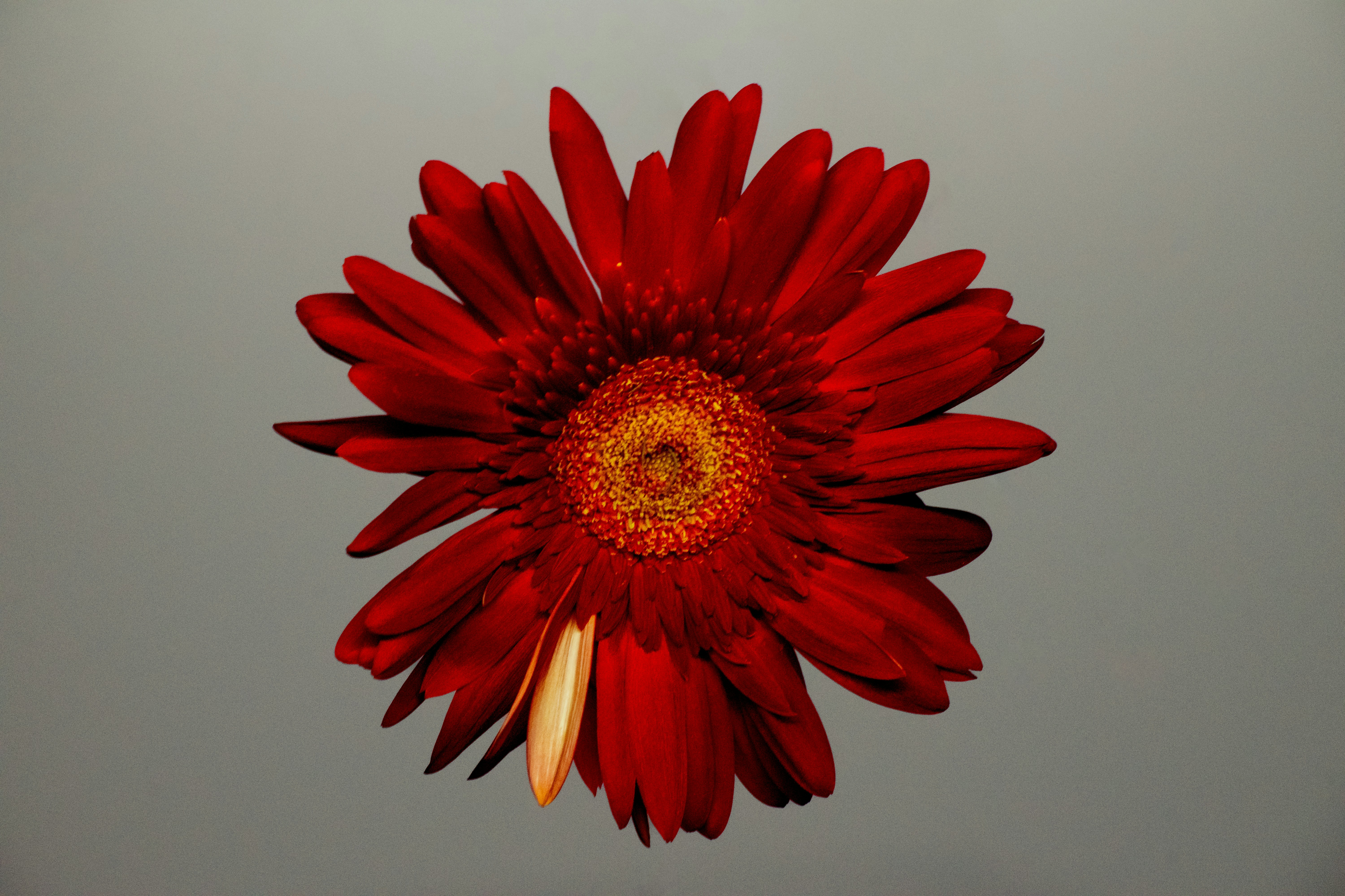 Crimson Petal Symphony