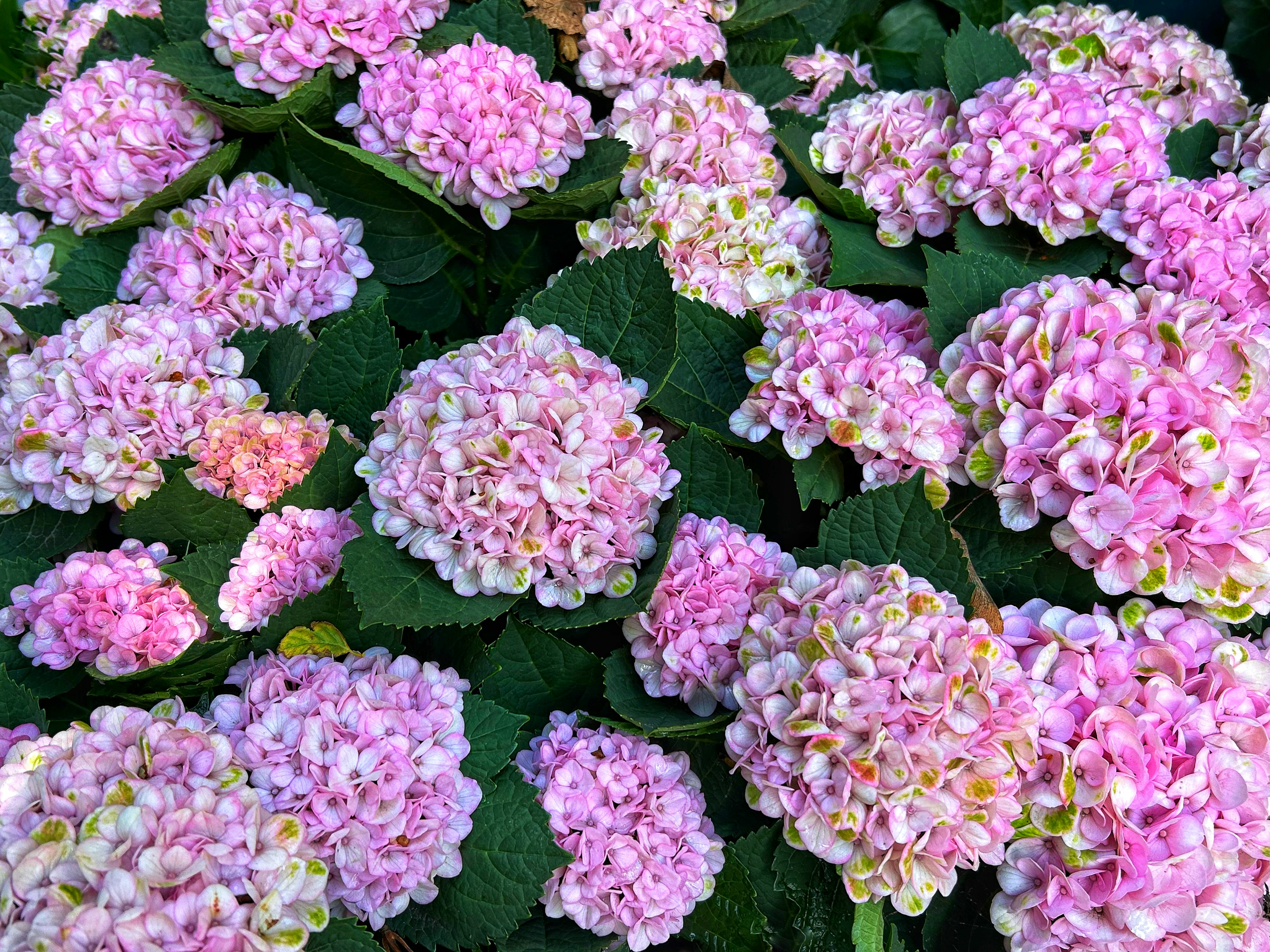 Ari Sha (@46057_ma) | Comunidade de fotos da Unsplash