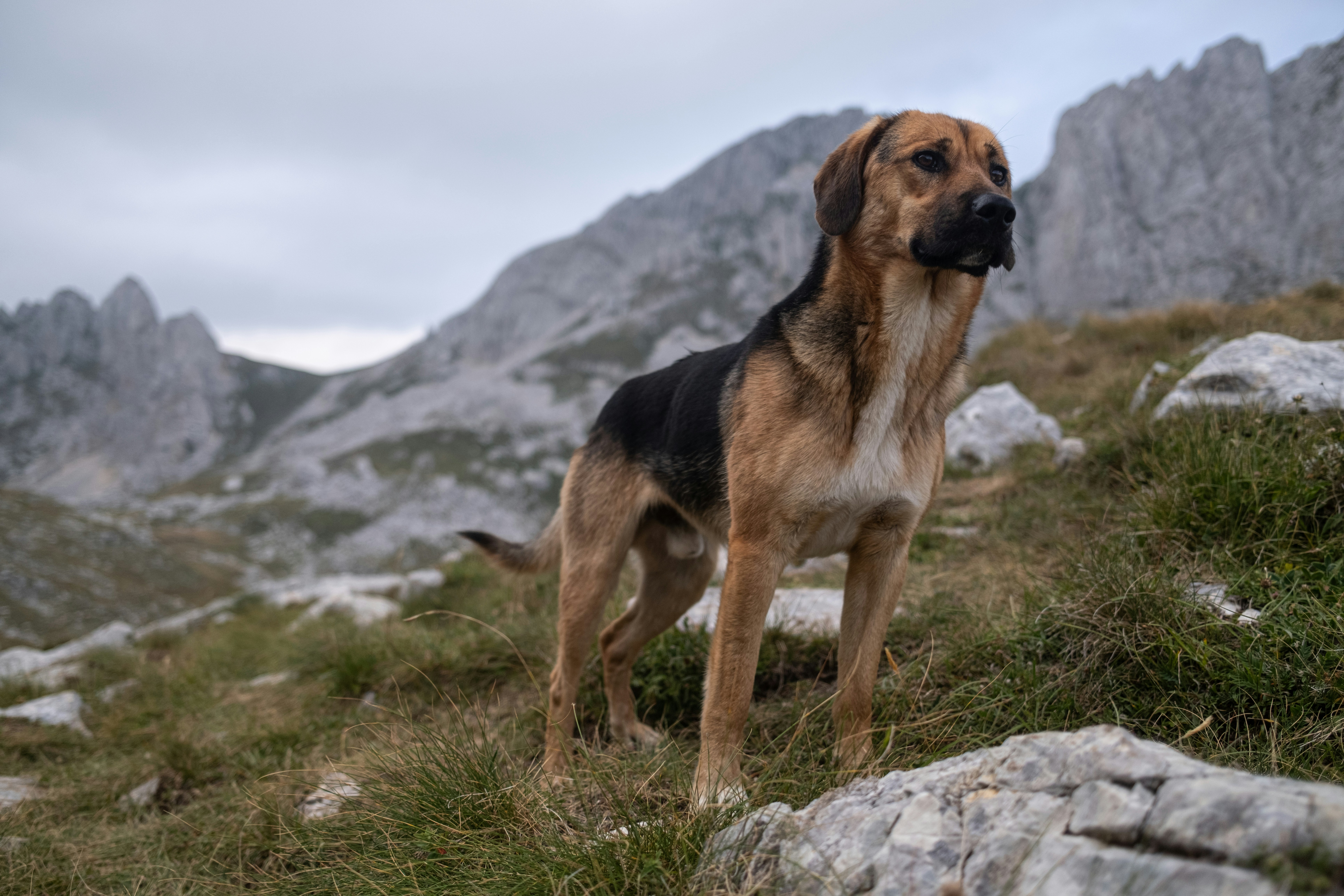 Guardian of the Peaks