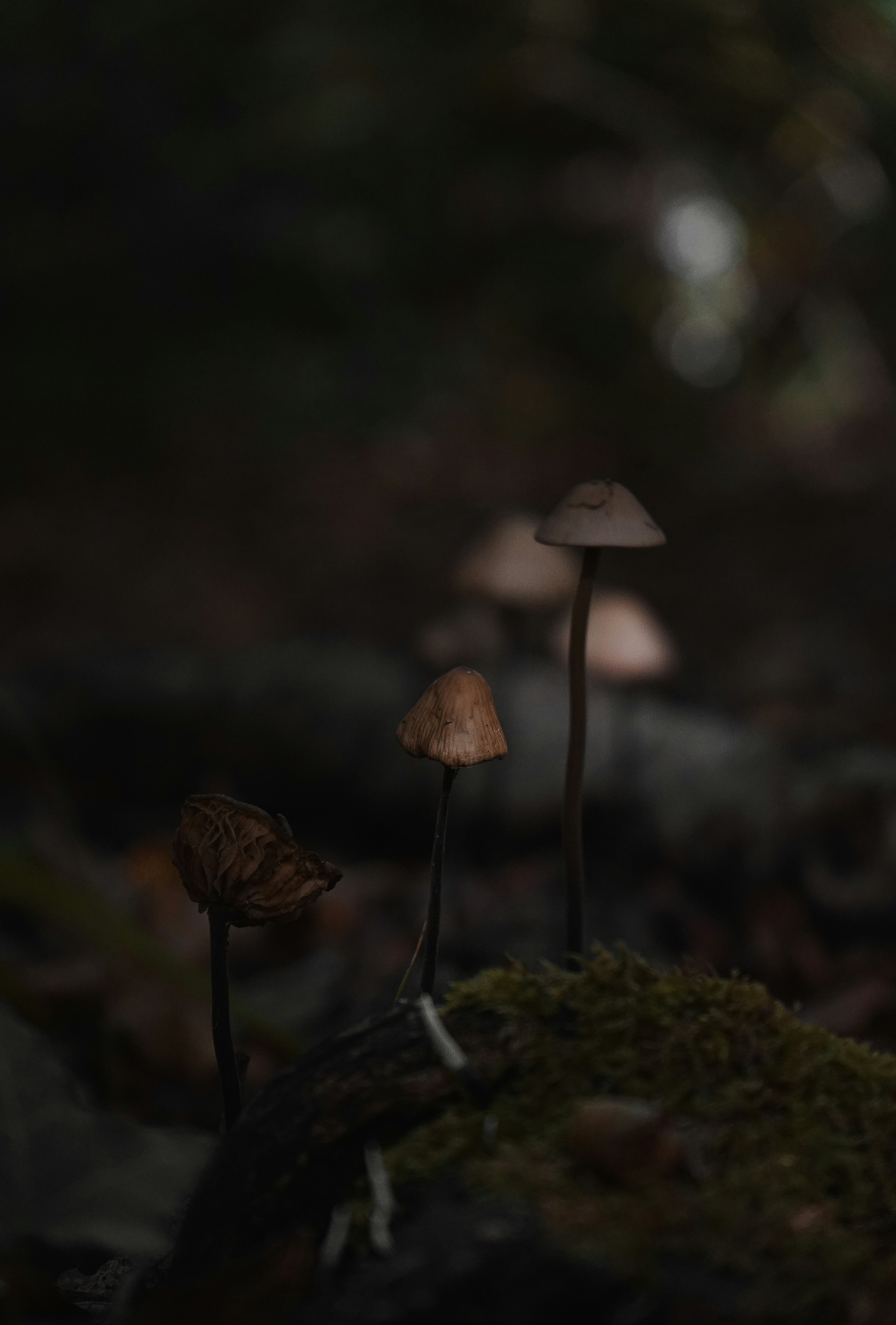 Whispers of the Forest Floor