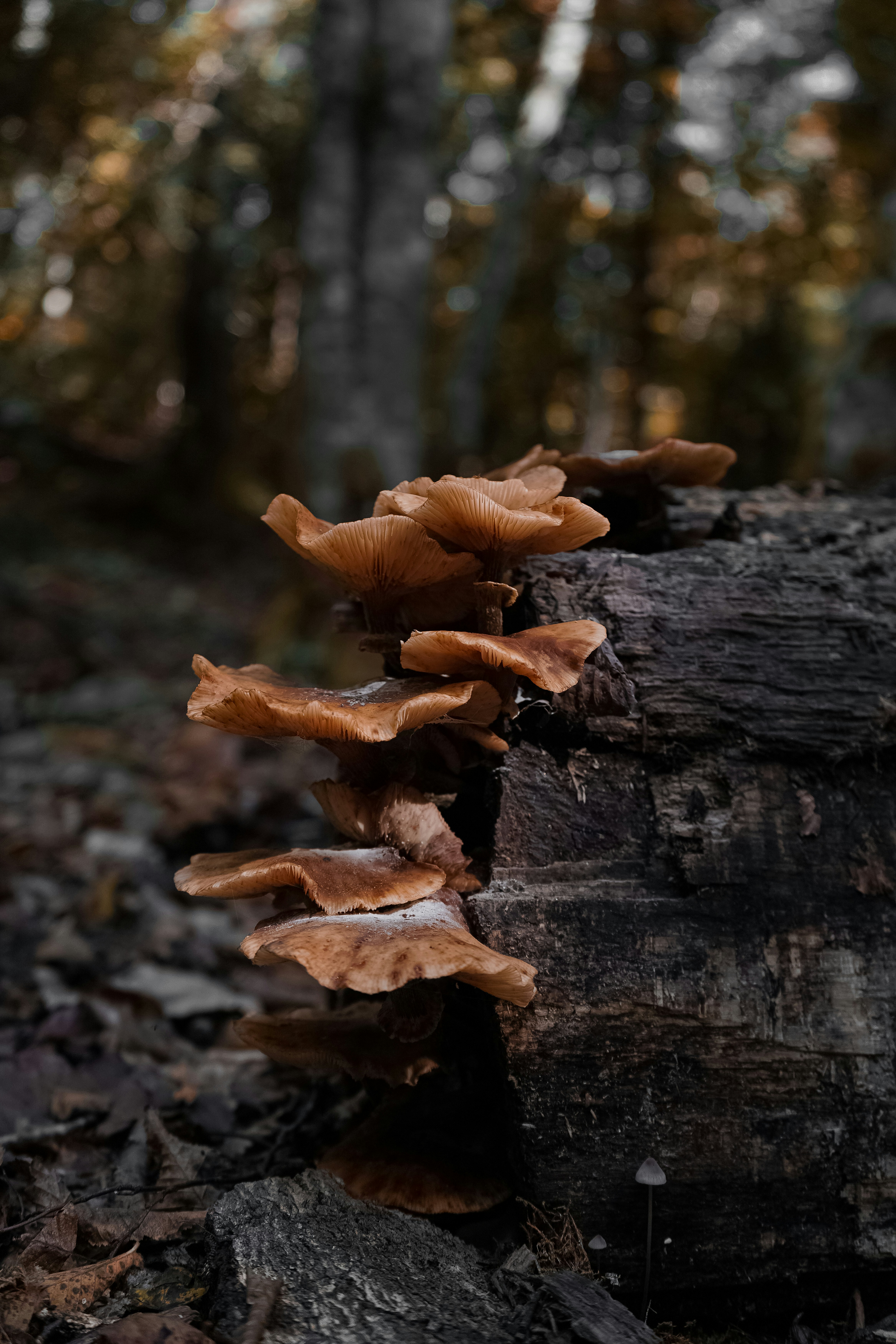 Nature's Layered Artistry: The Mushroom Symphony