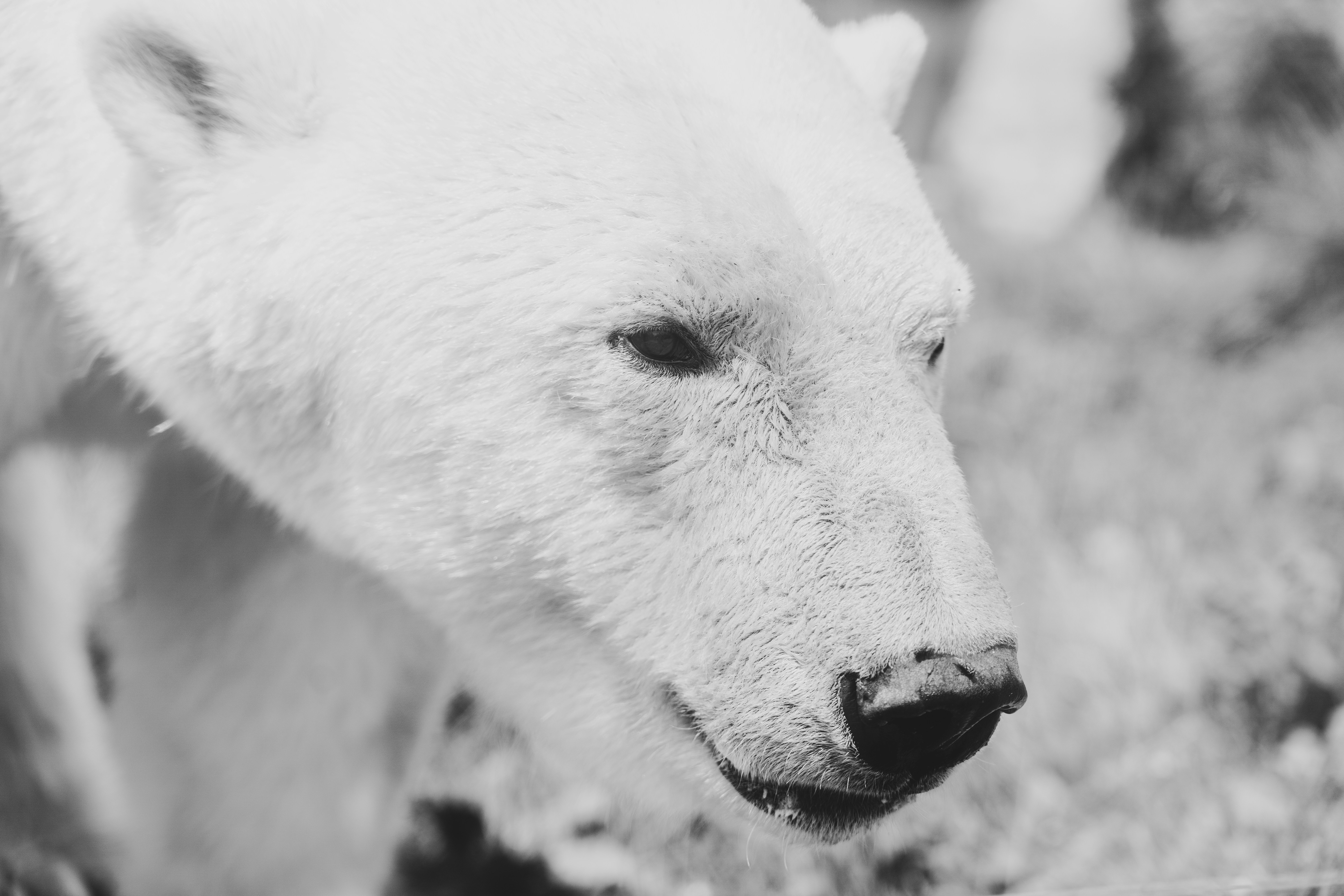 The Gentle Giant of the Arctic