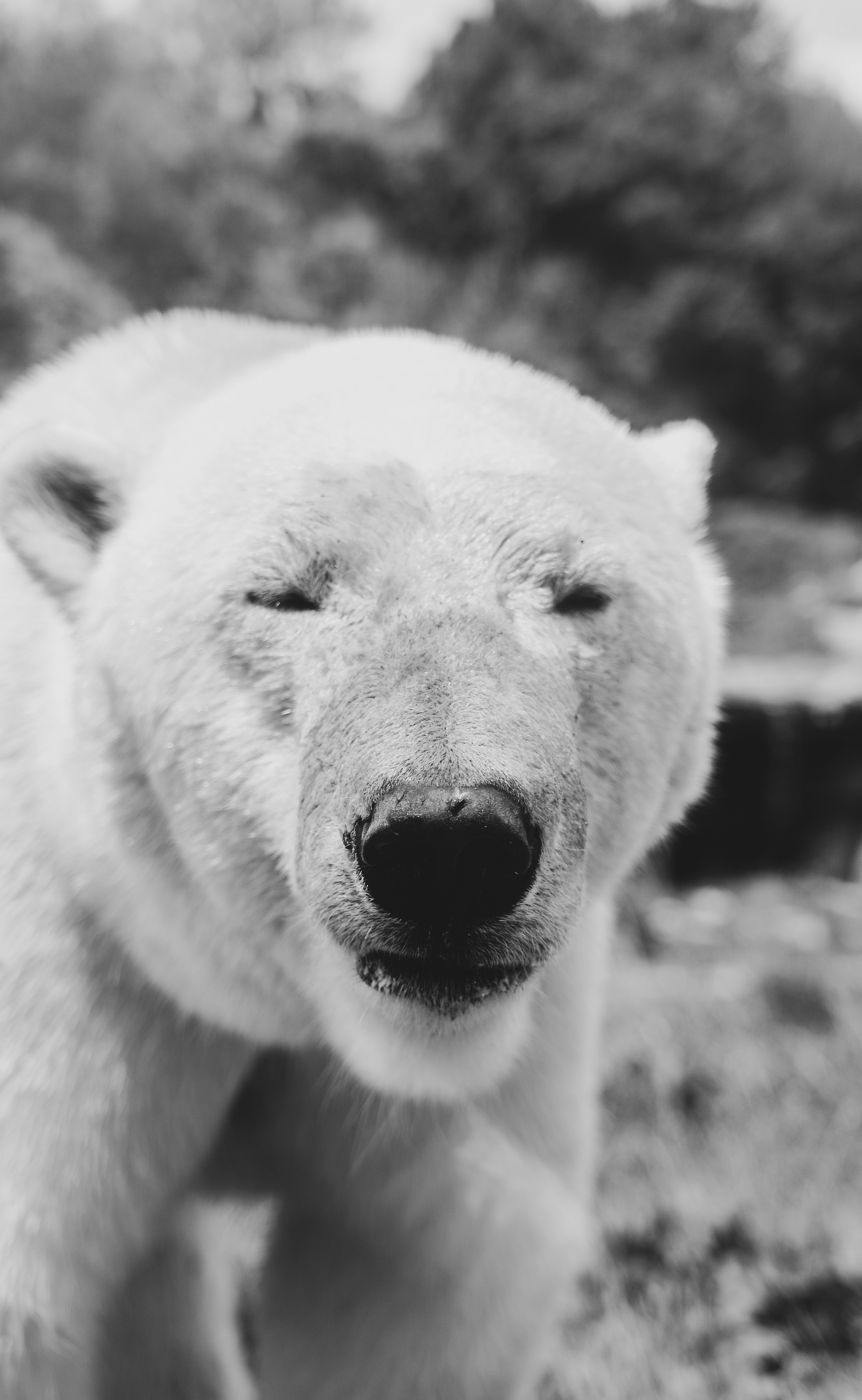 The Gentle Giant: A Polar Bear's Intimate Moment