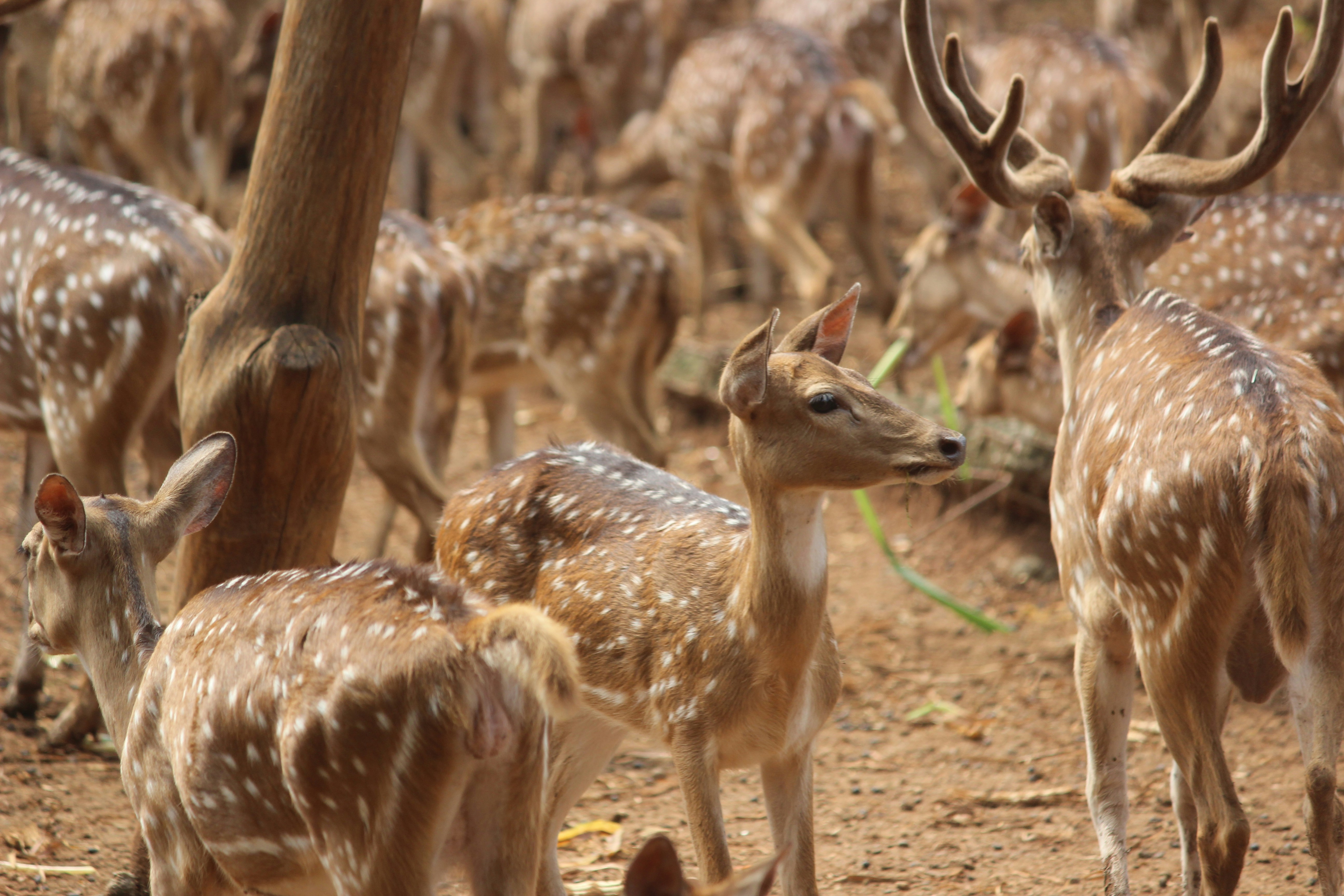 A group of spotted deer gracefully moving through a sunlit clearing, showcasing their delicate features and natural elegance.