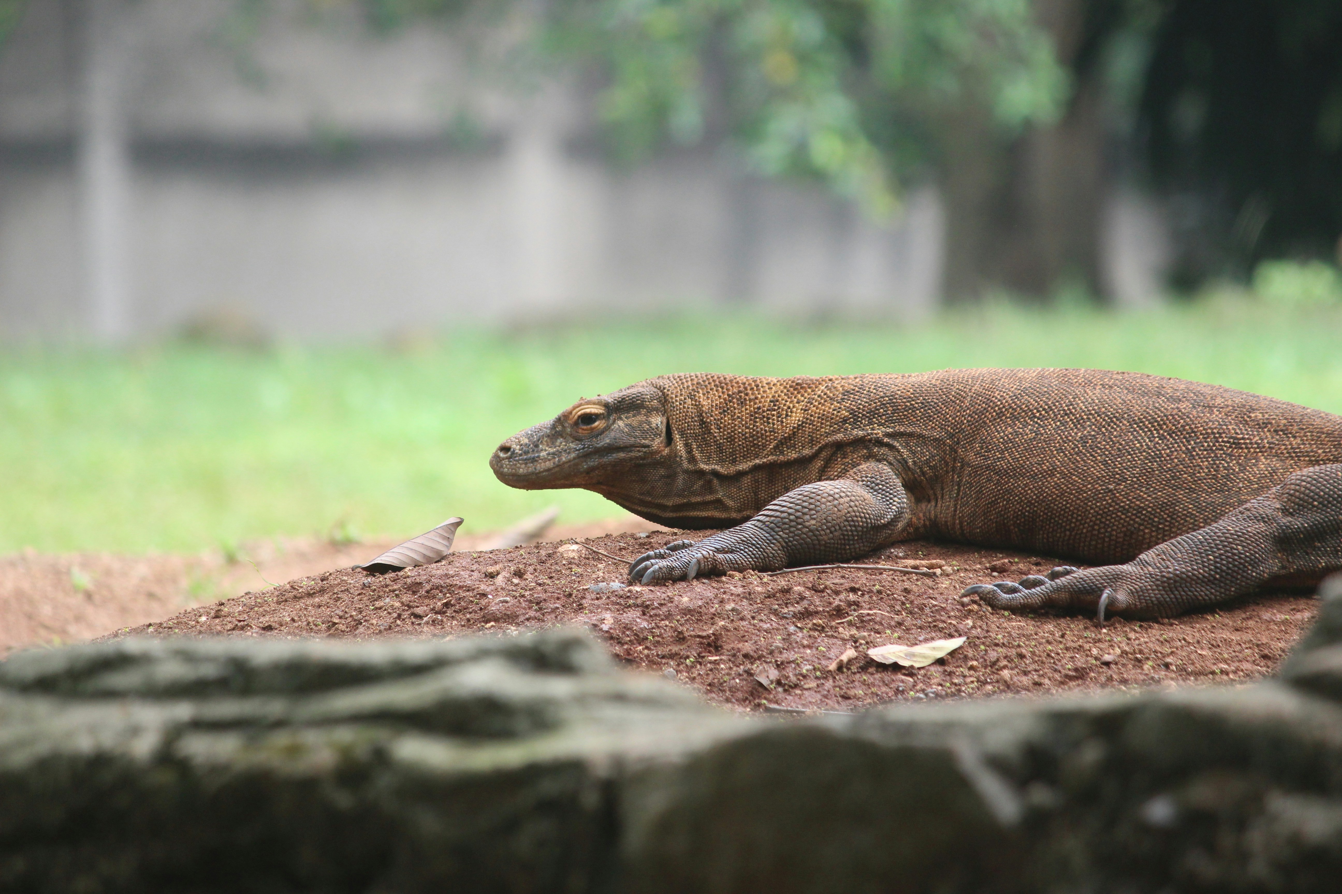 A komodo dragon rests on a dirt mound.