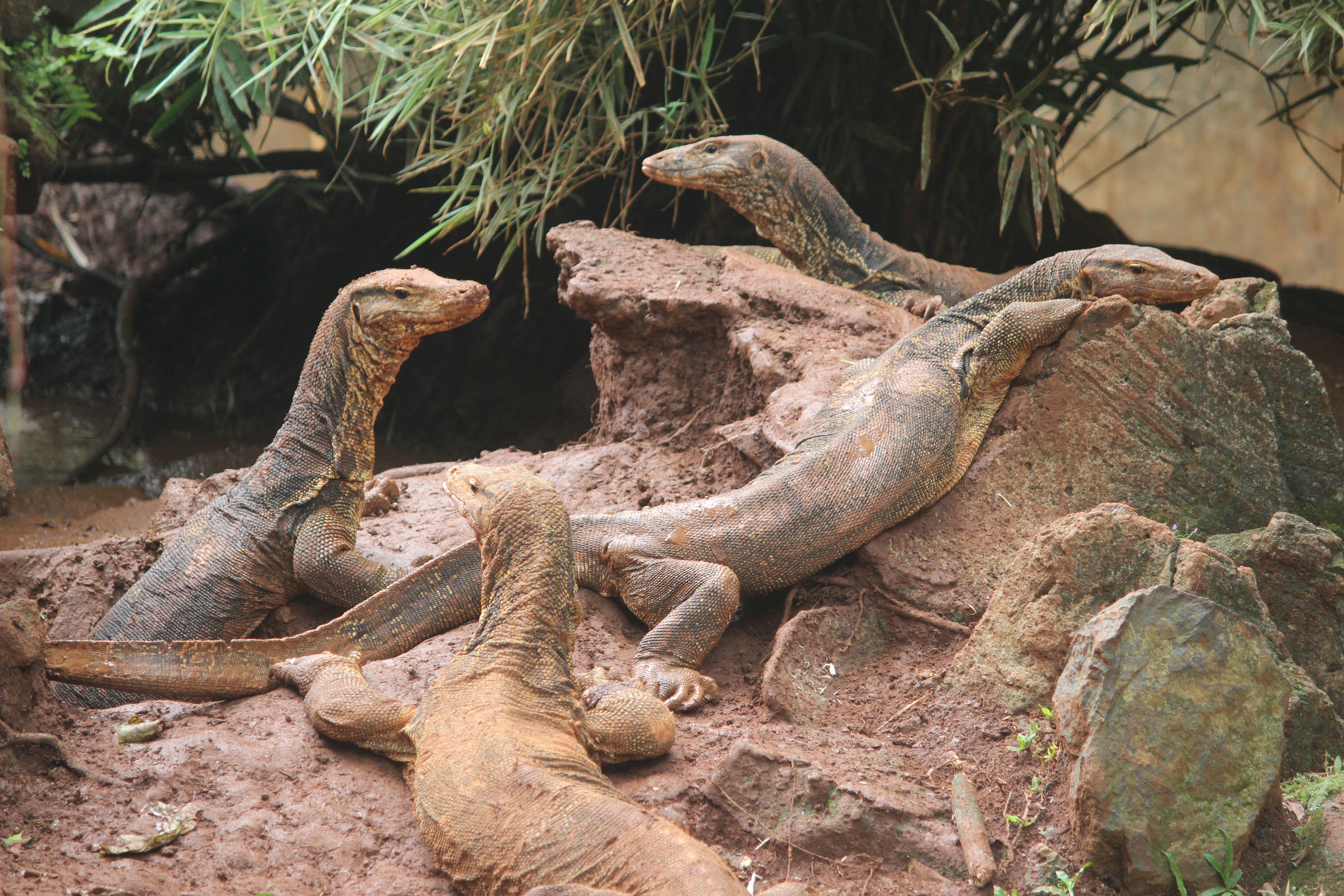 Serene Gathering of Komodo Dragons