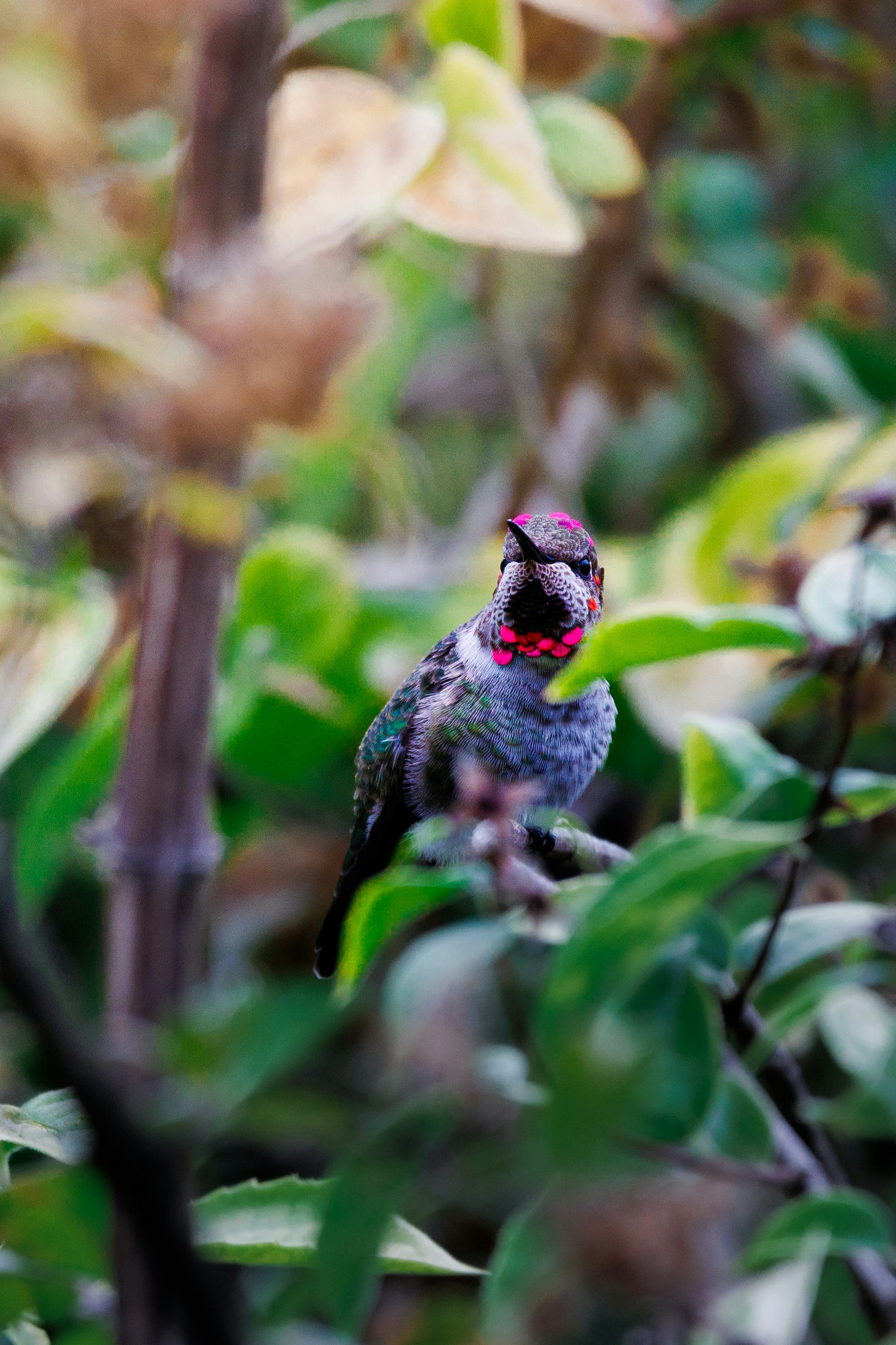 A Vibrant Pause in Nature's Palette