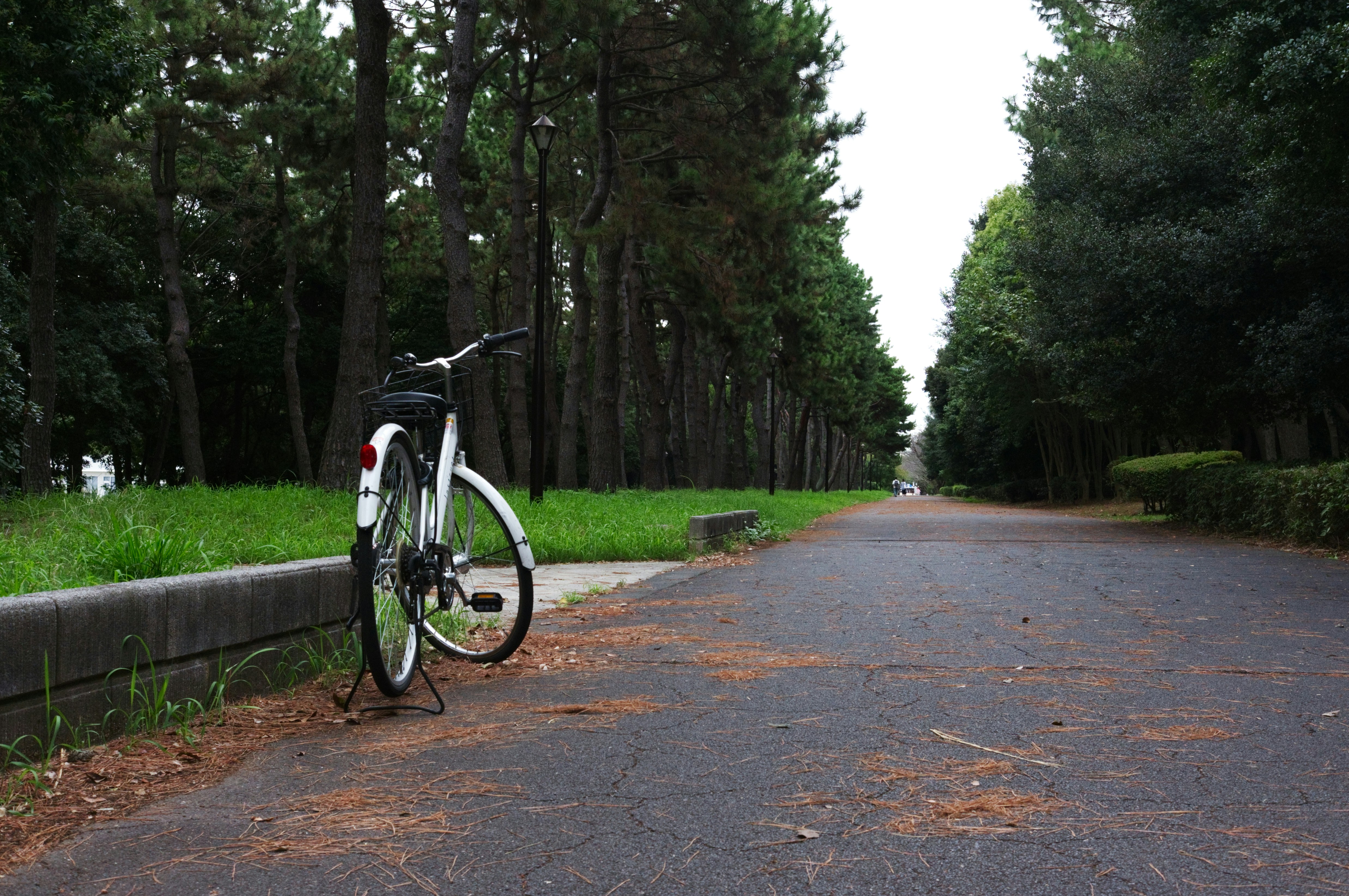 A bicycle parked on a park path lined with trees