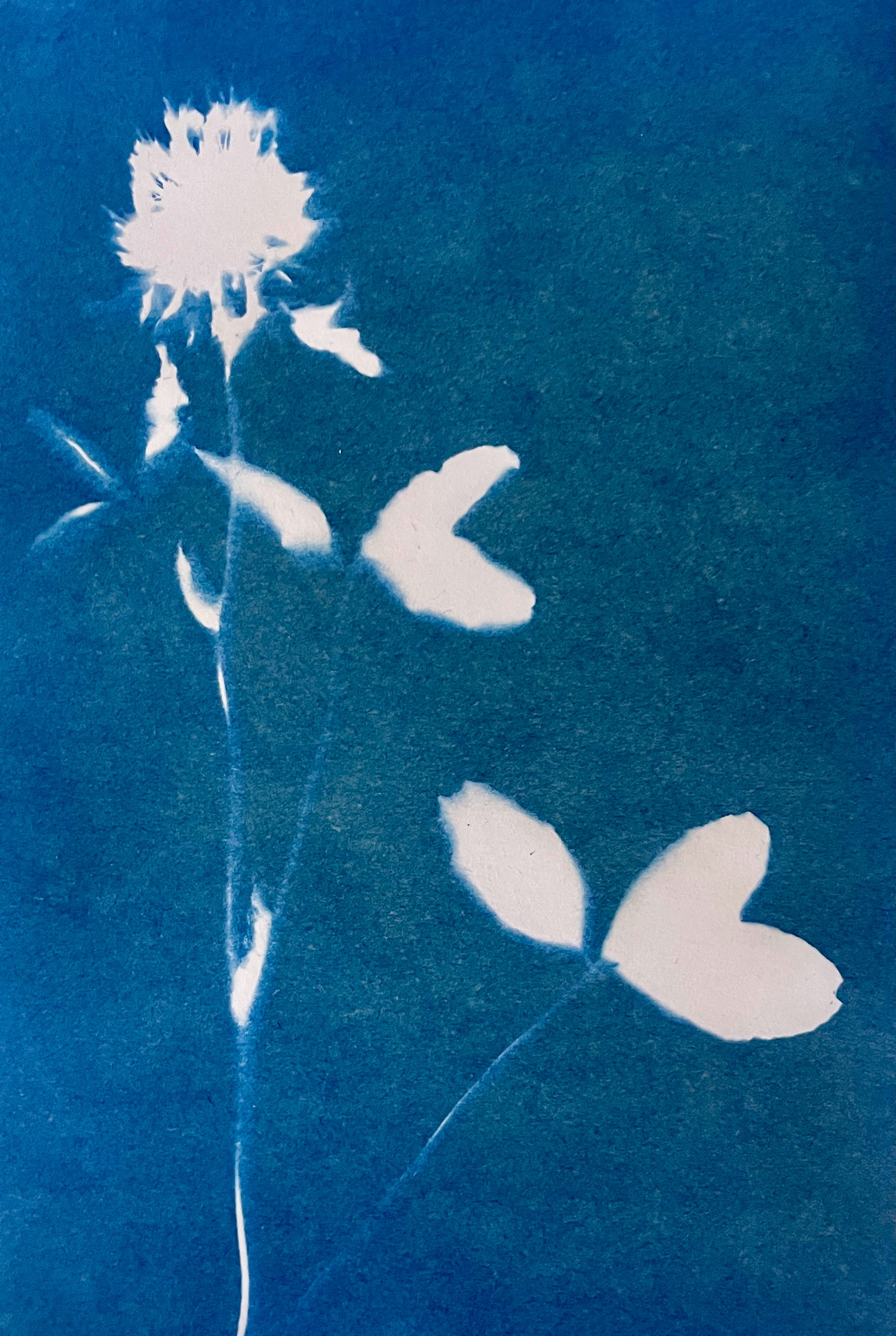 Whispers of Nature: A Cyanotype Bloom