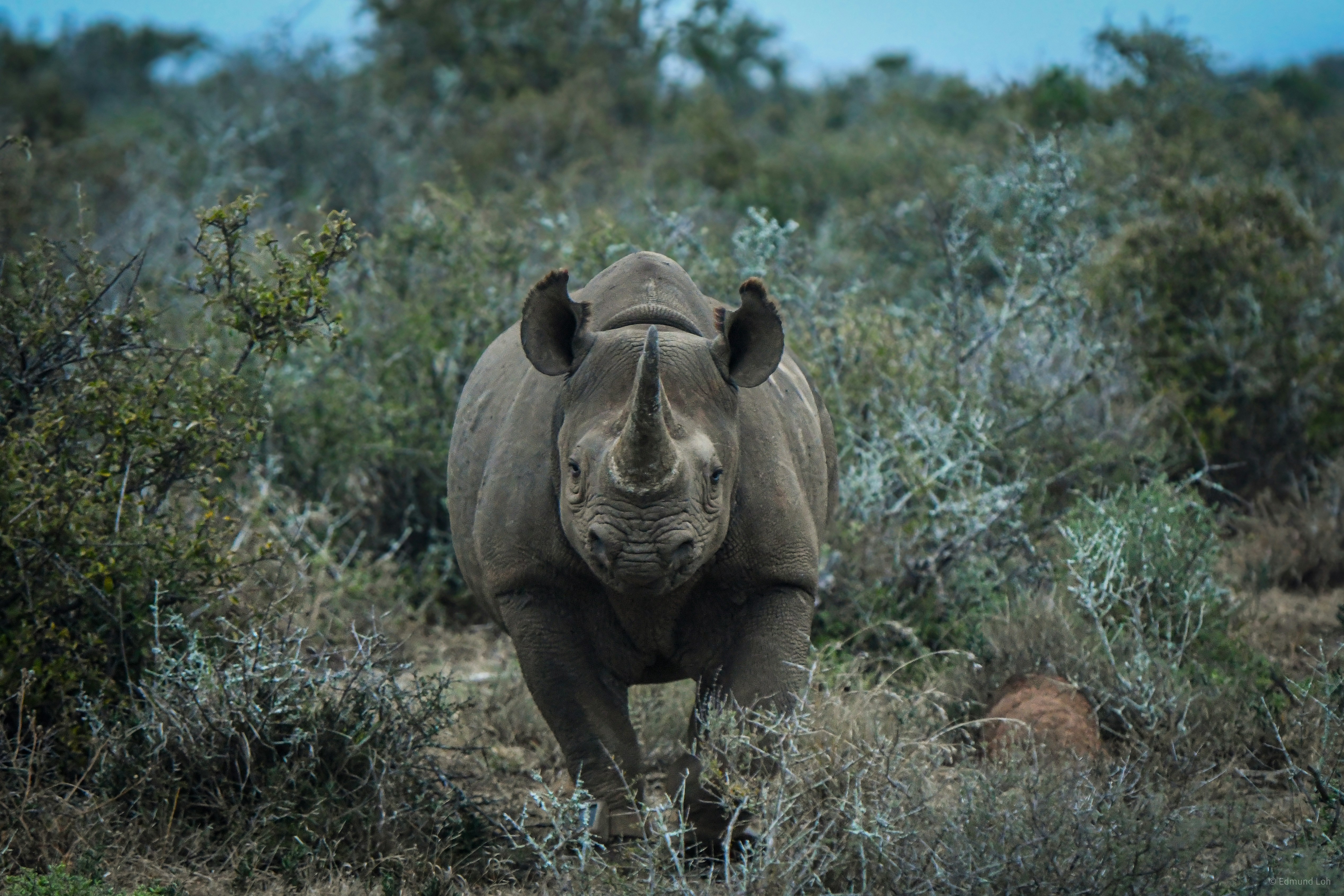 A black rhinoceros walks through dry brush.