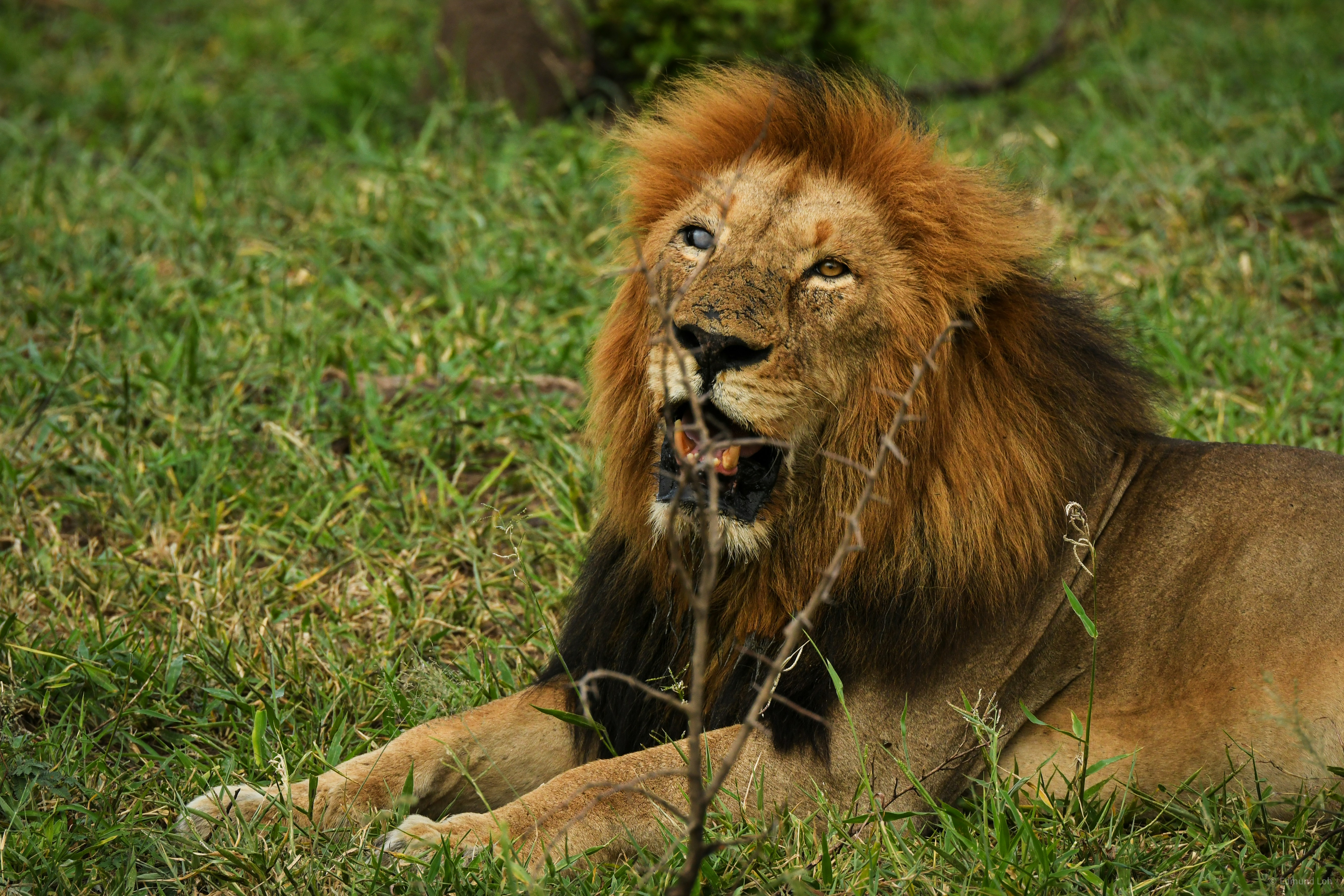 Majesty in Stillness: The Lion's Gaze