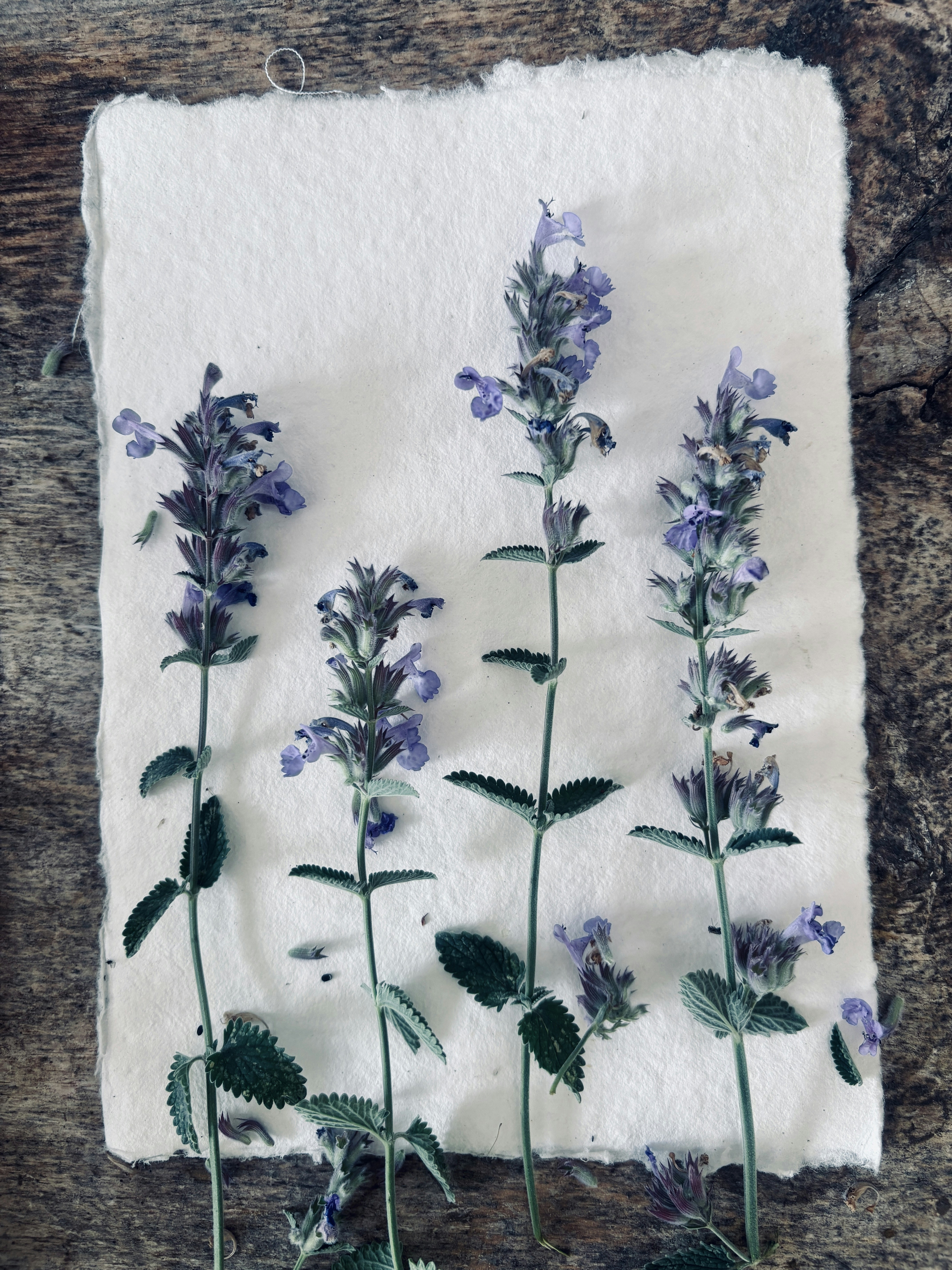 Salvia flowers