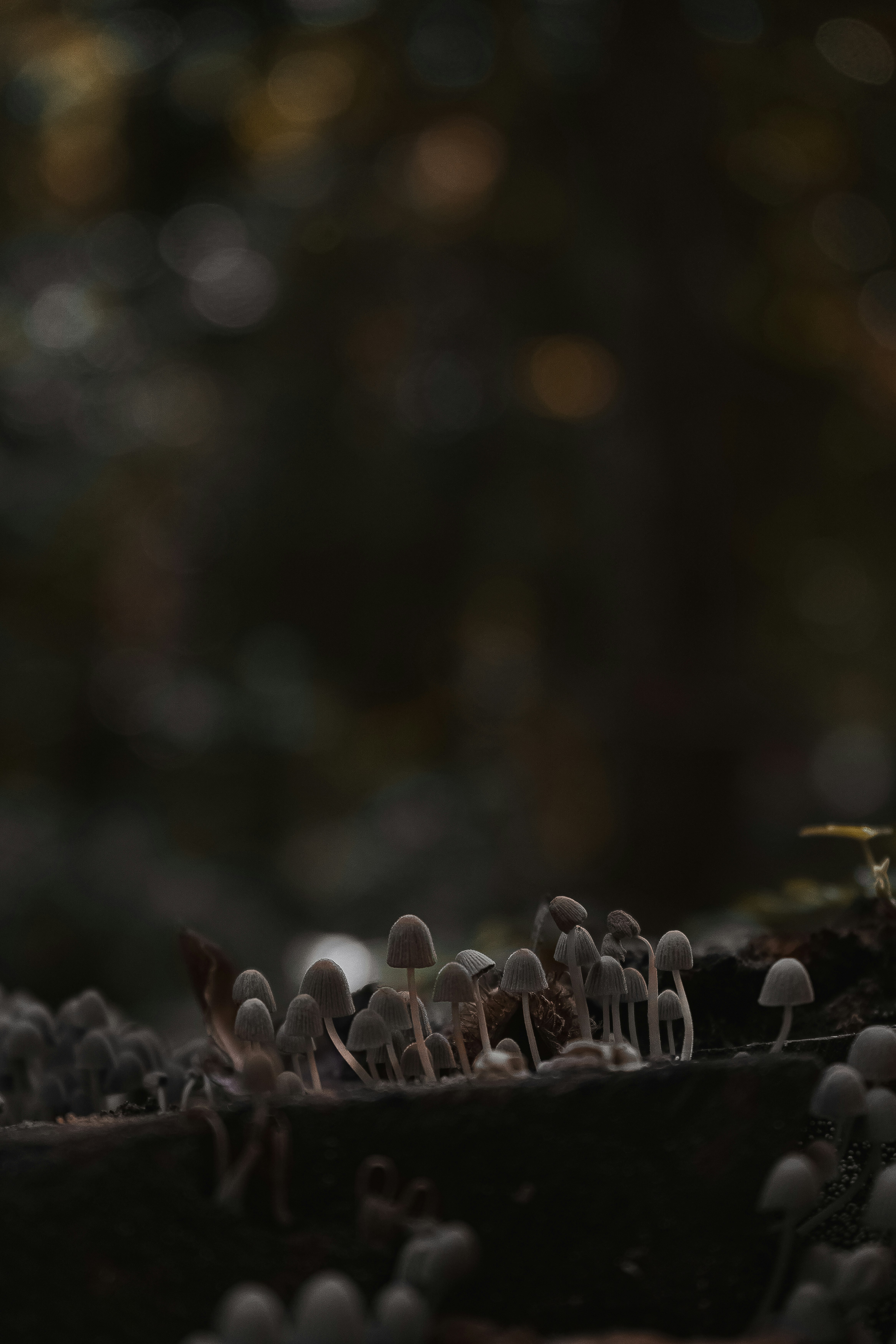 Forest Microcosm: Tiny Mushrooms Anchored to Decay