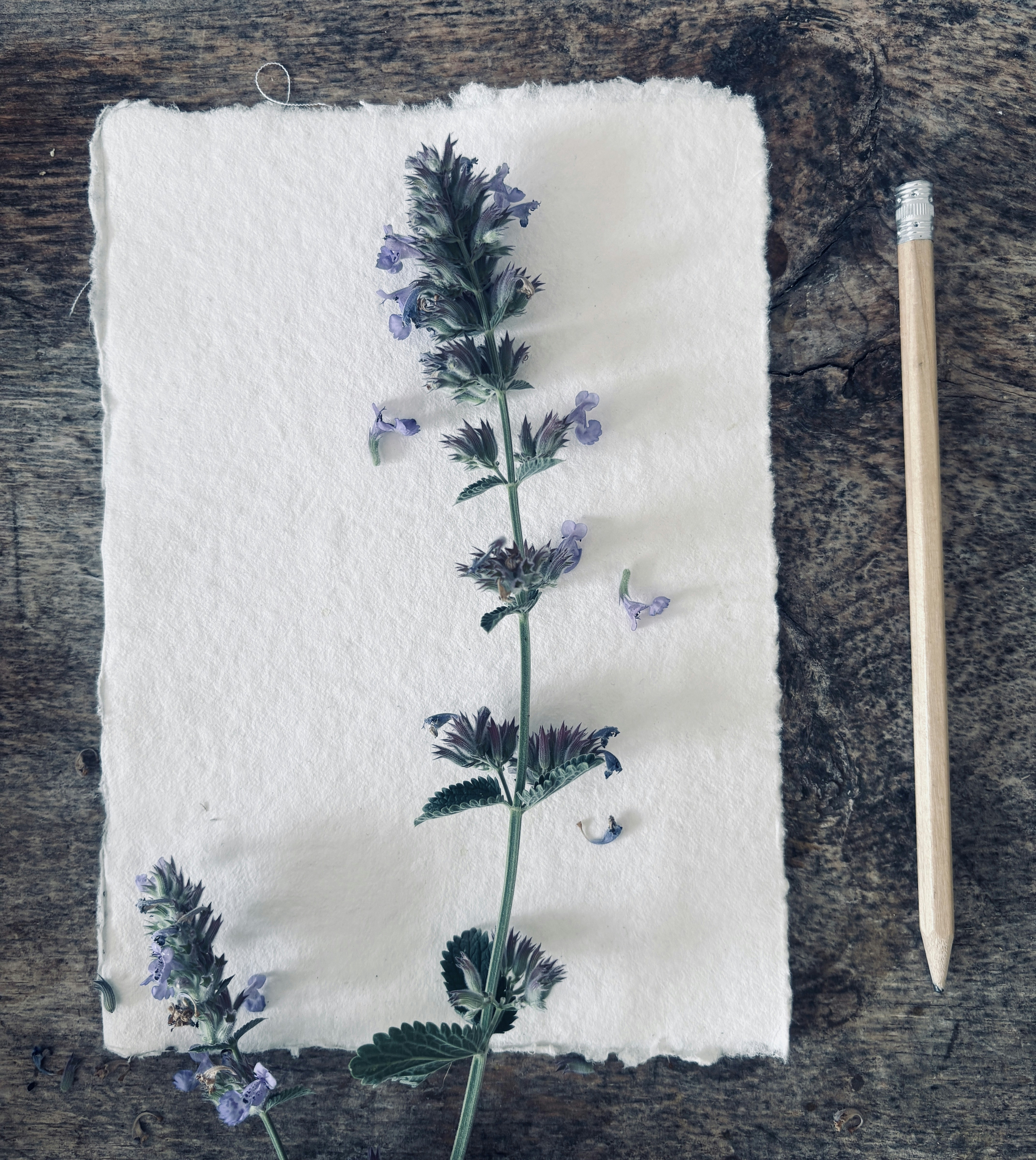 Whispers of Nature: A Floral Composition