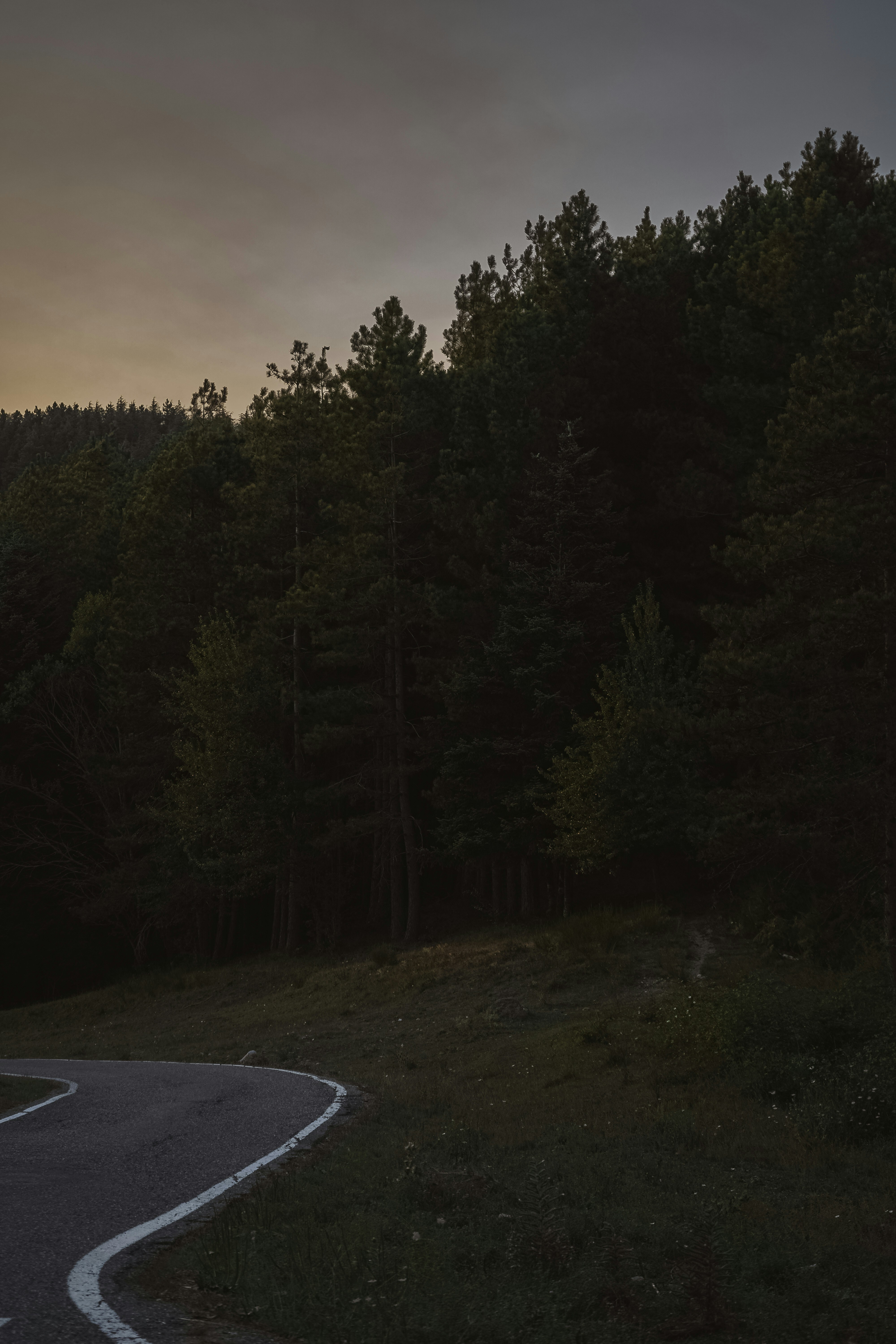 Twilight Curves Through the Pines