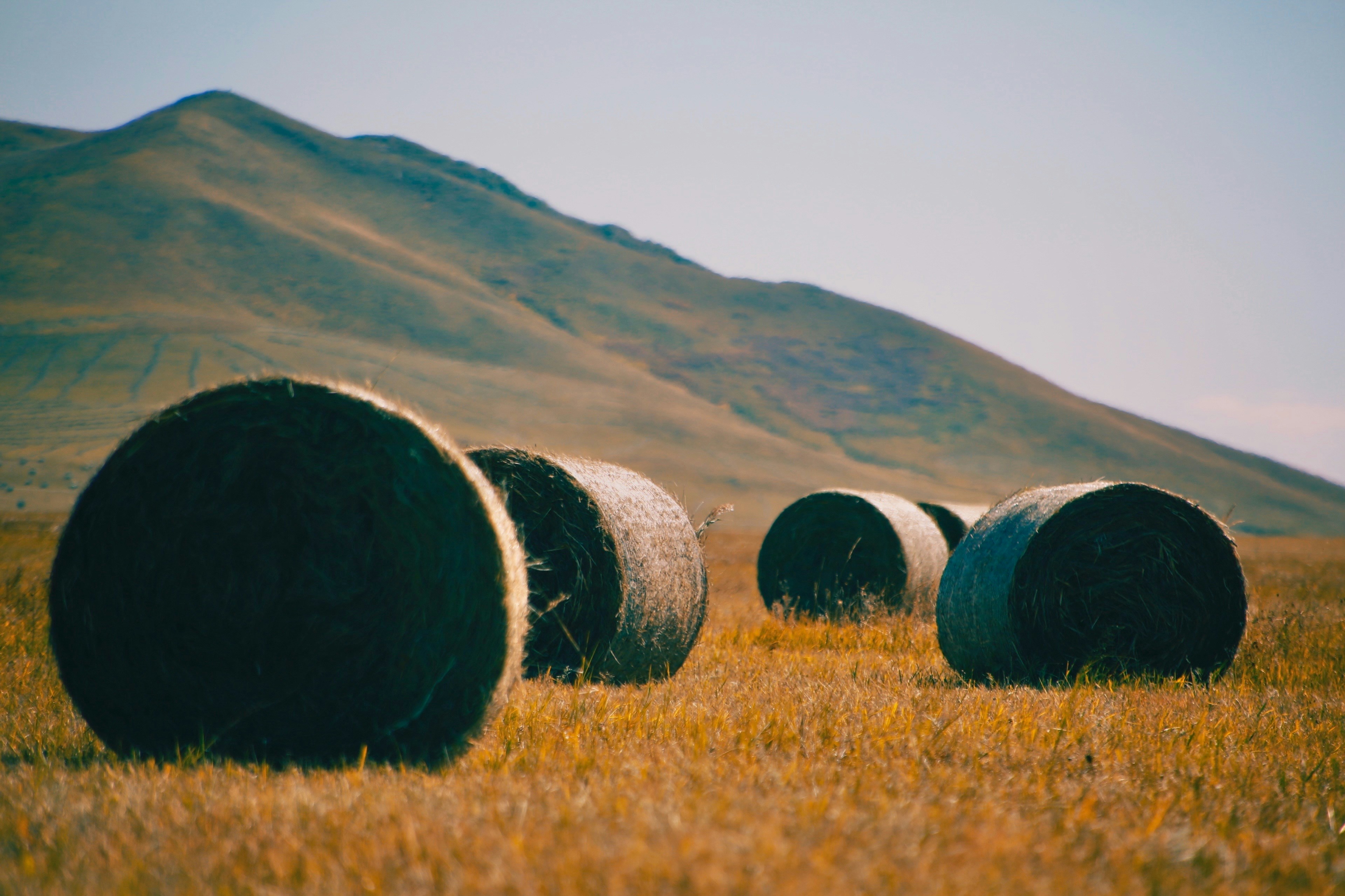 Harmony of Harvest: A Rural Symphony