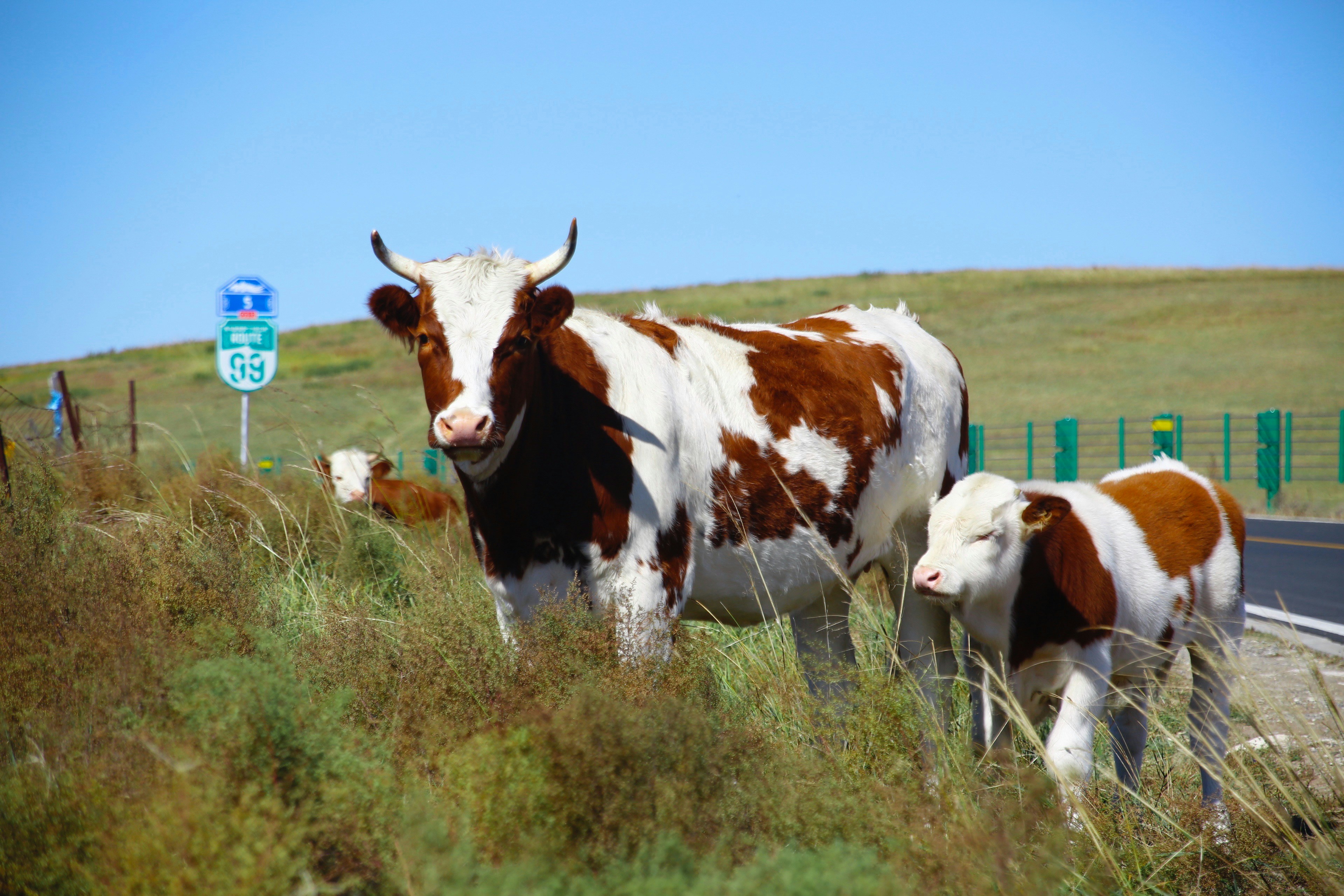 Cows grazing in a grassy field near a road.