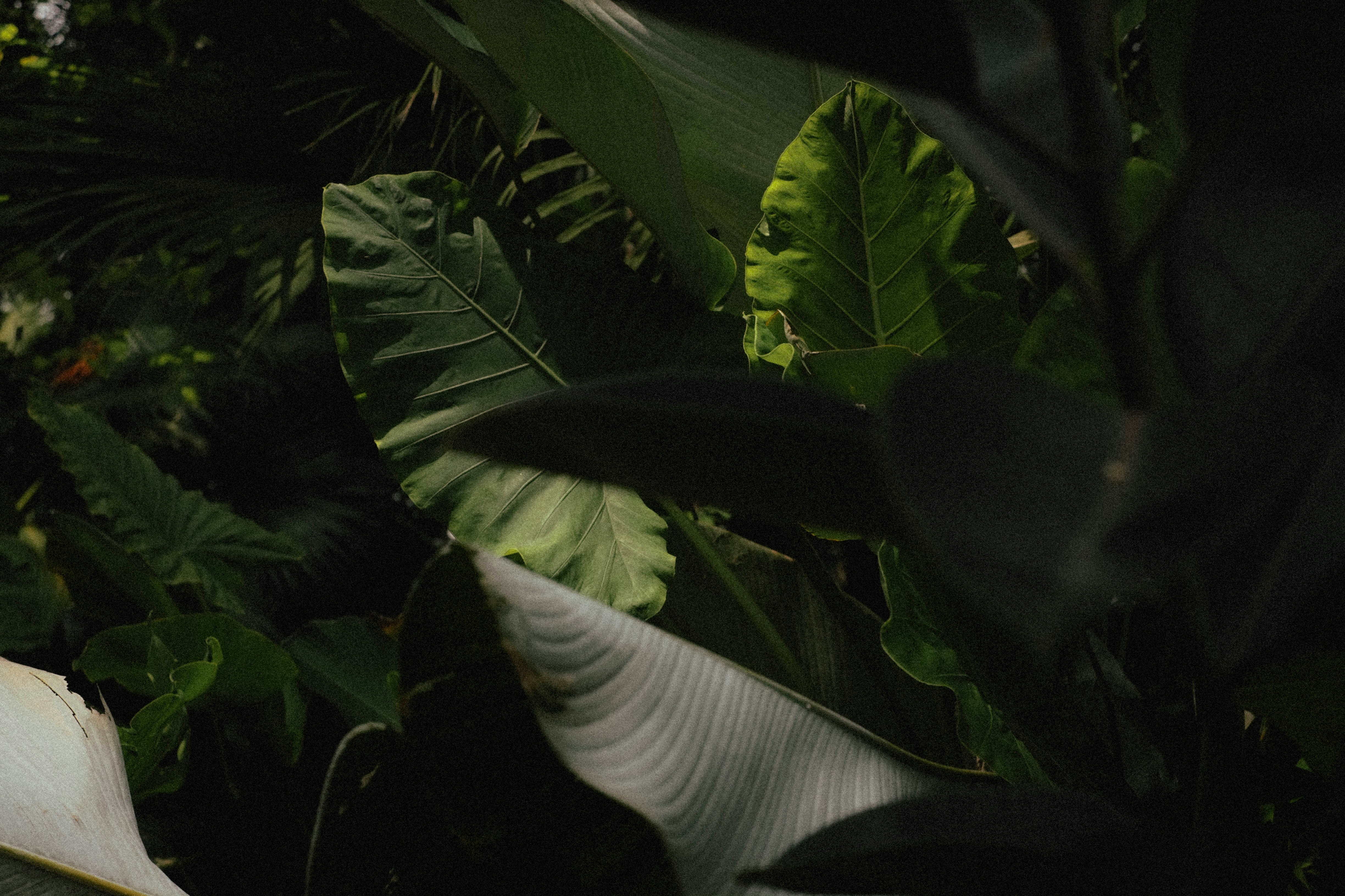 Emerald Canopy: A Dance of Shadows and Light