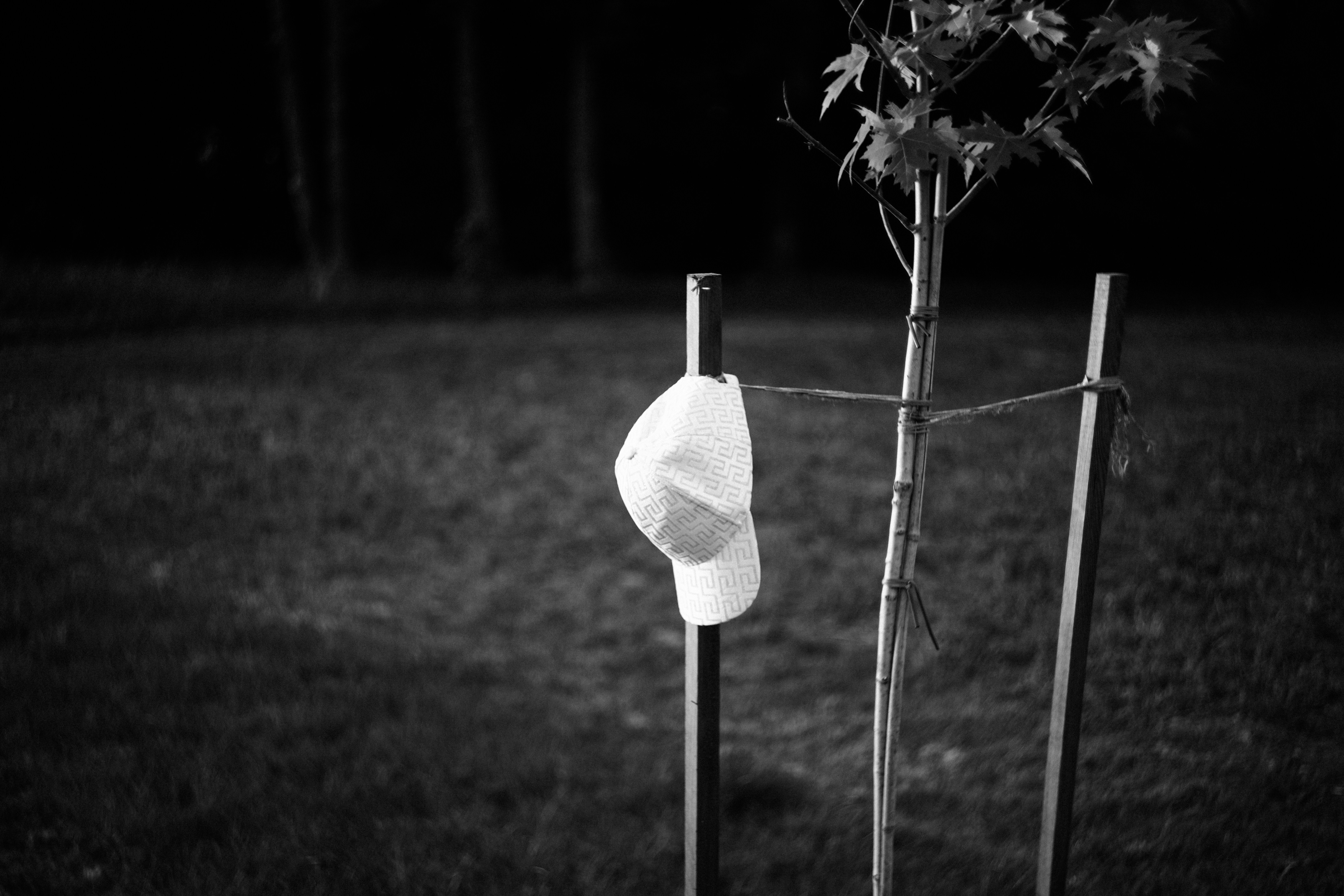 Whispers of Solitude: The Hat and the Tree
