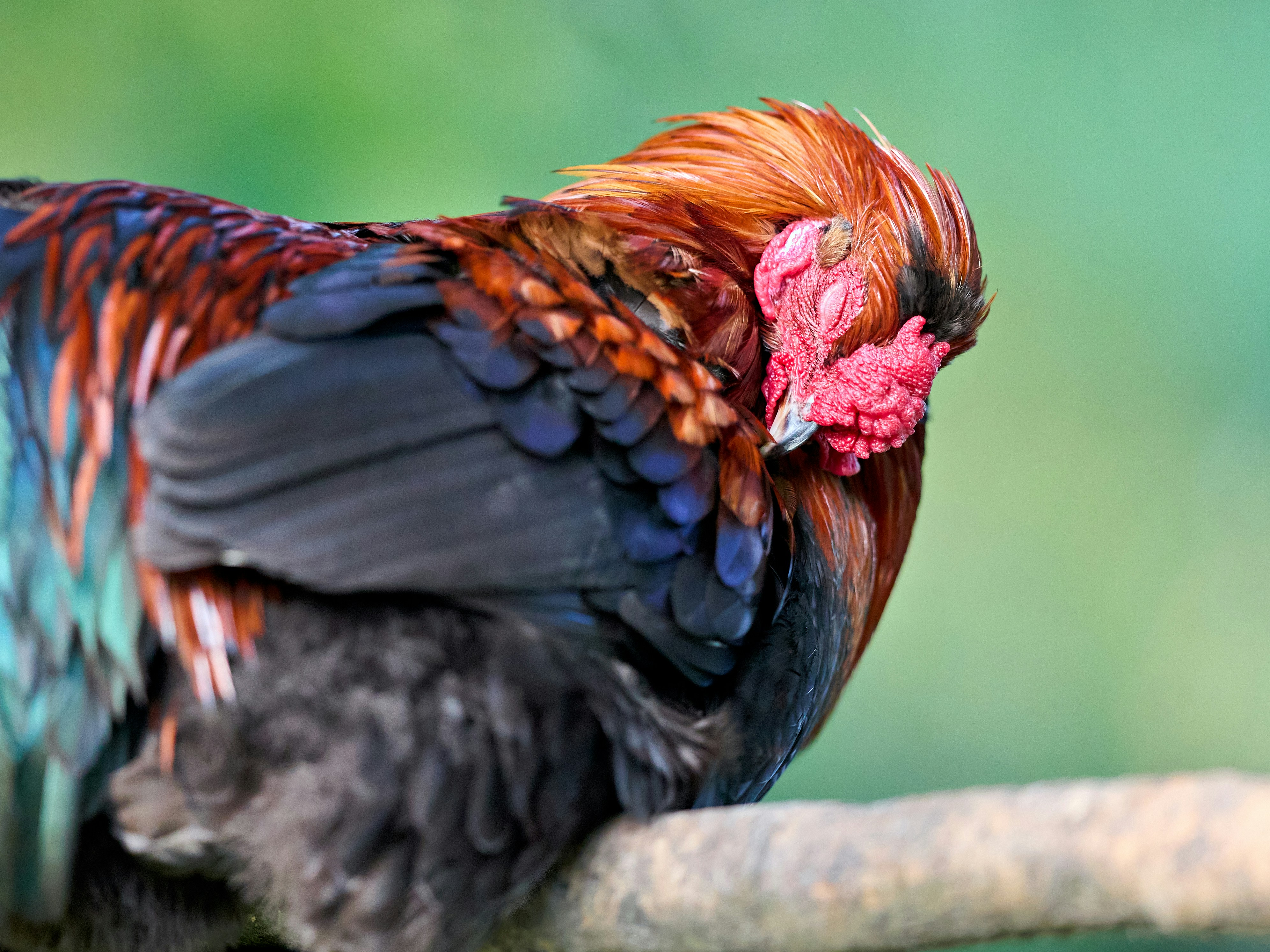 Vibrant jungle fowl rooster peacefully resting on a branch against a soft green background, showcasing its striking plumage. | Rooster resting on a branch with blurred background