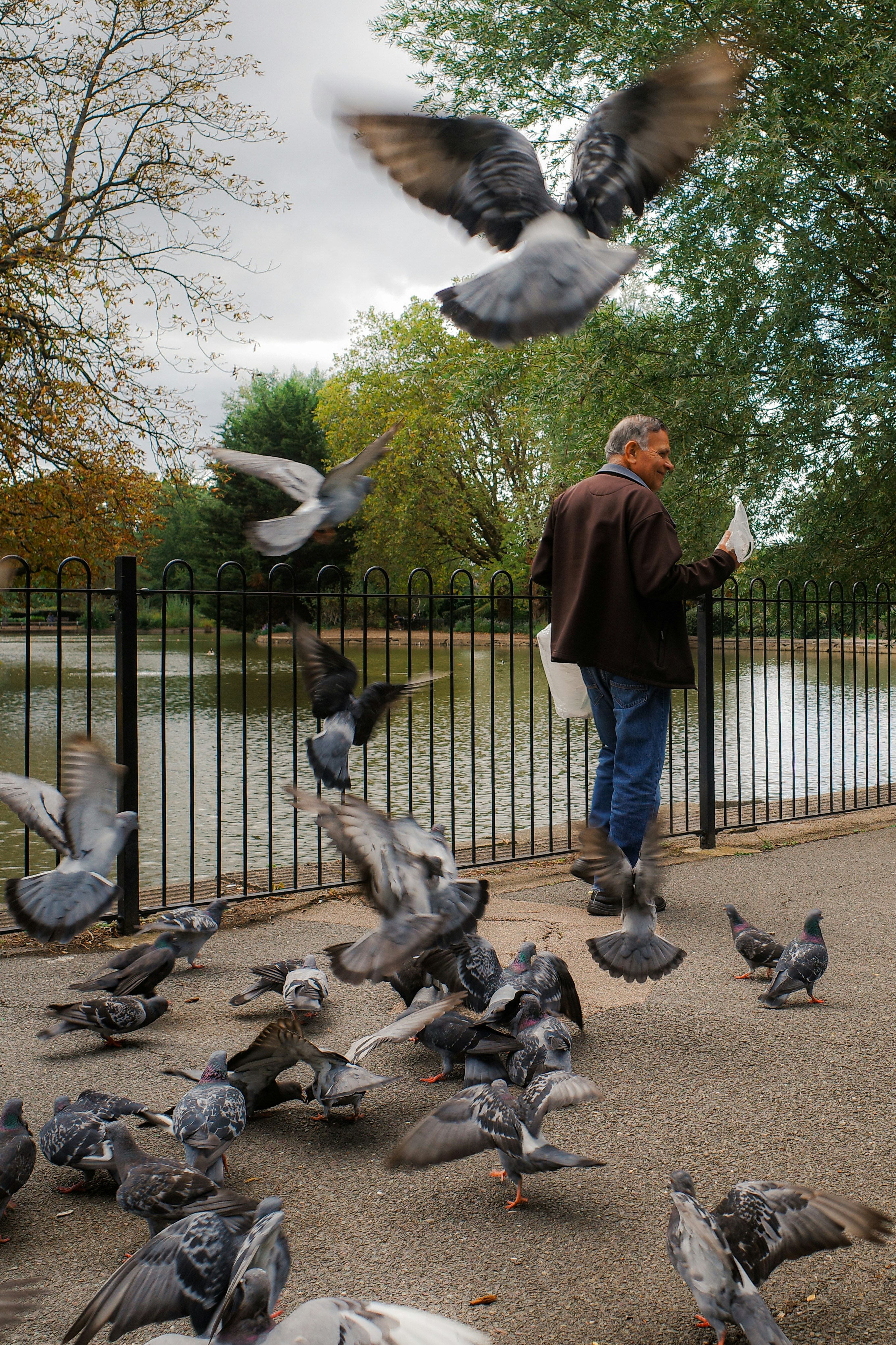 Ink and Wings by the Lake: a man reads as pigeons swirl and take wing