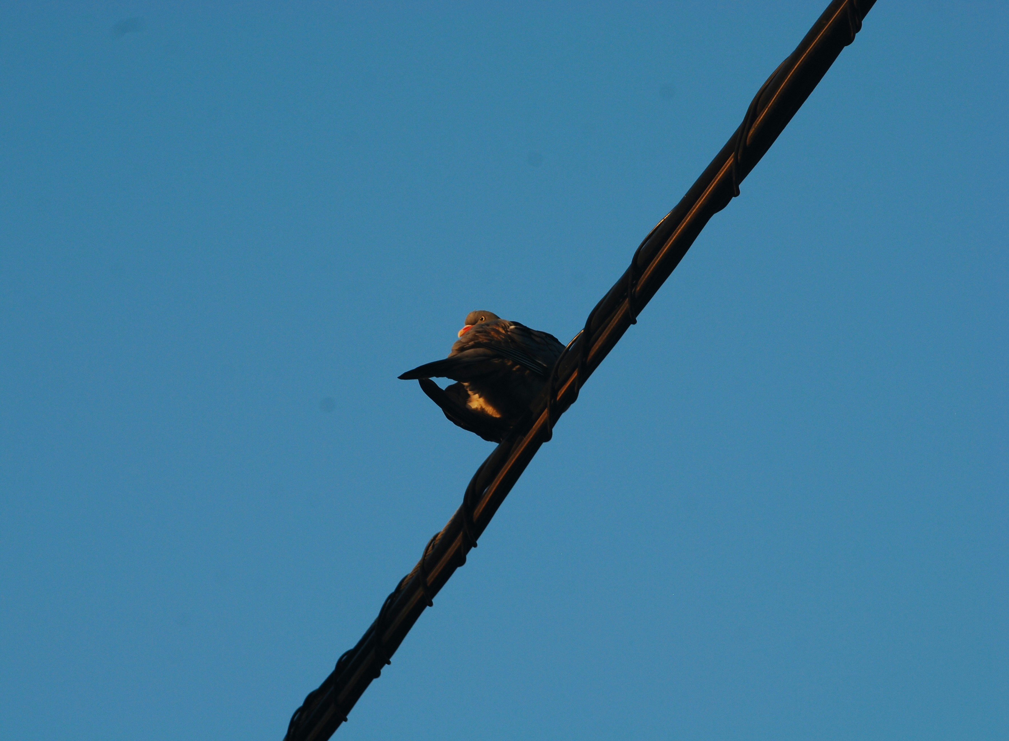 A bird preening on a wire against a clear sky
