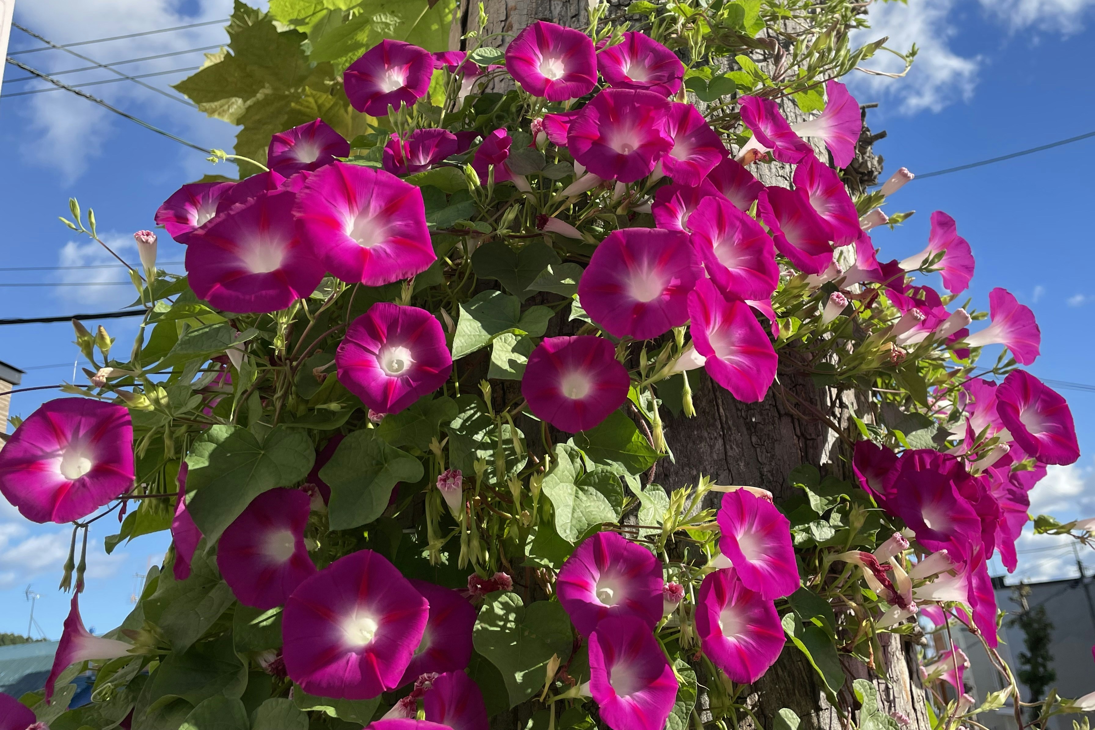 Vibrant Blossoms Embracing Nature