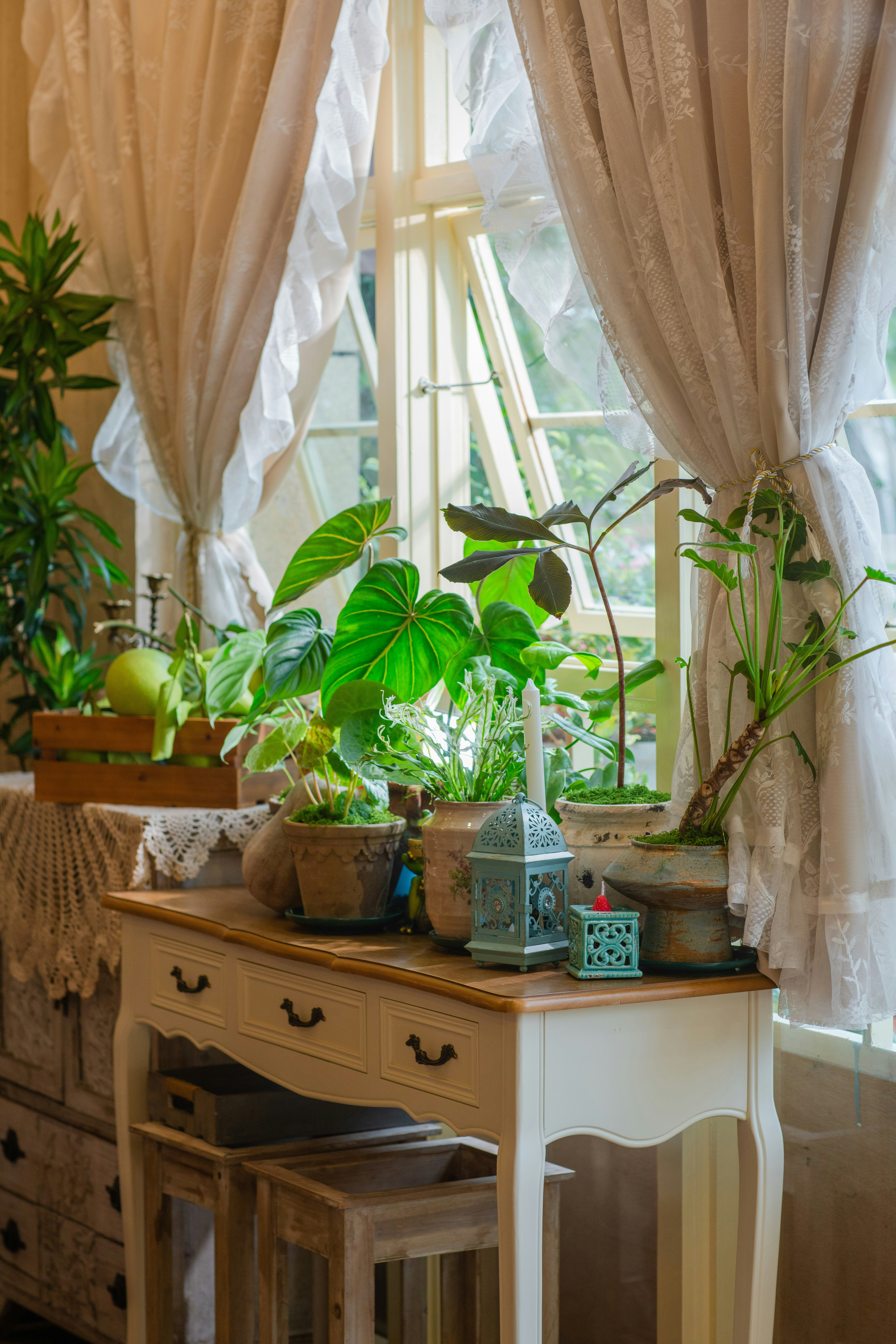Collection of houseplants on a vintage table near window.