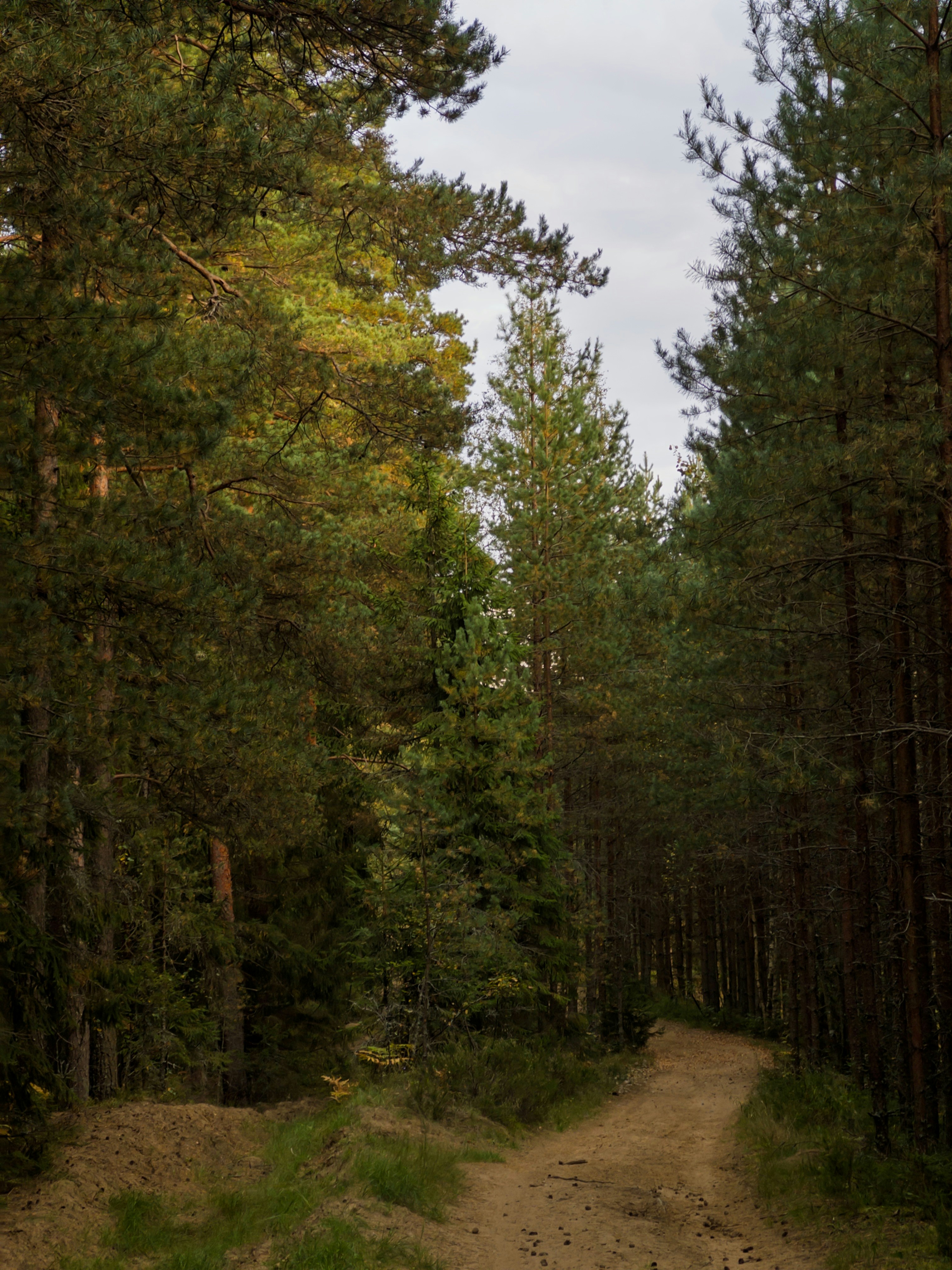 Serene forest pathway bordered by towering pines, inviting exploration and tranquility.